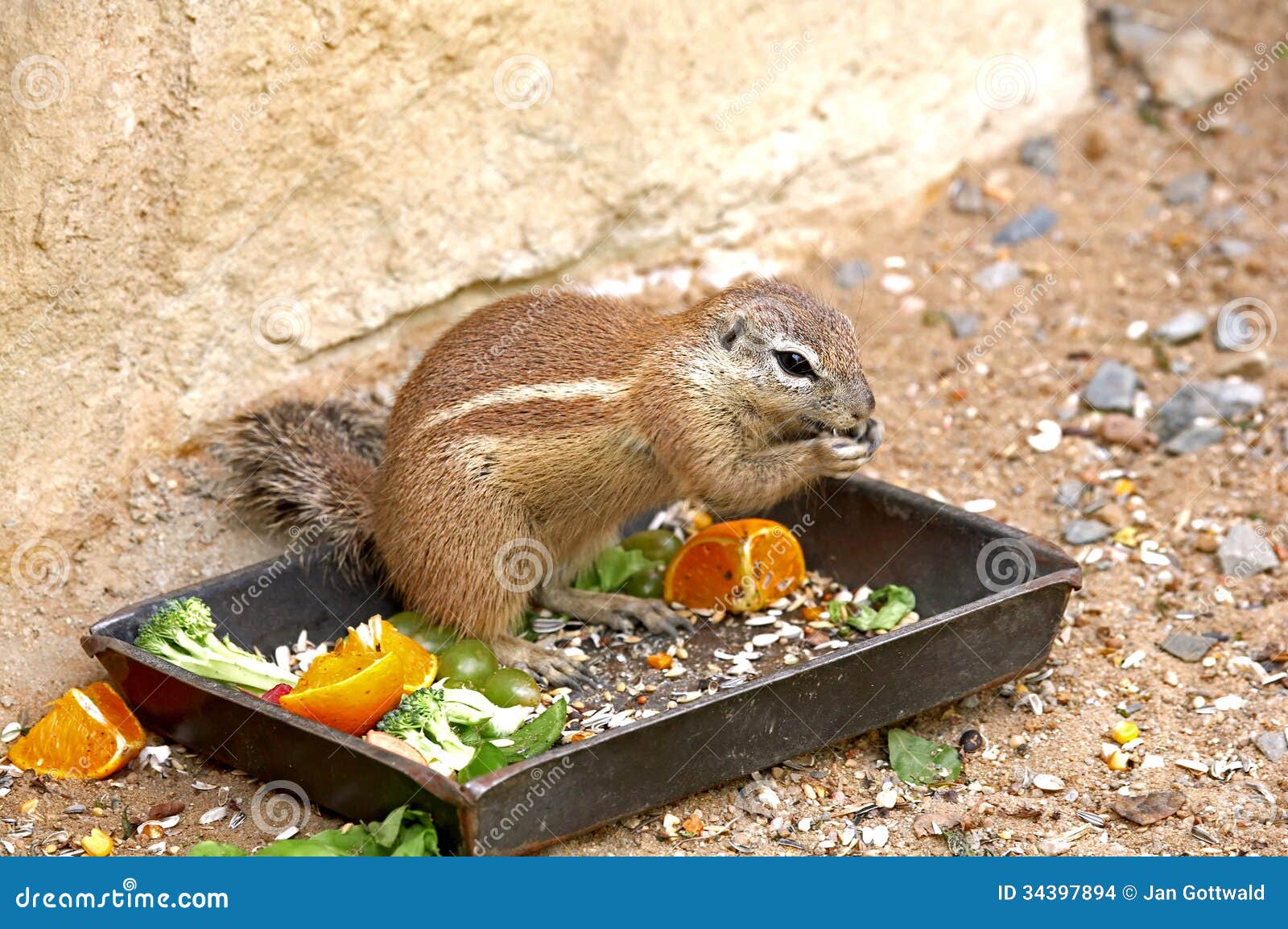 Exotic squirrel stock photo. Image of gnaw, squirrel - 34397894