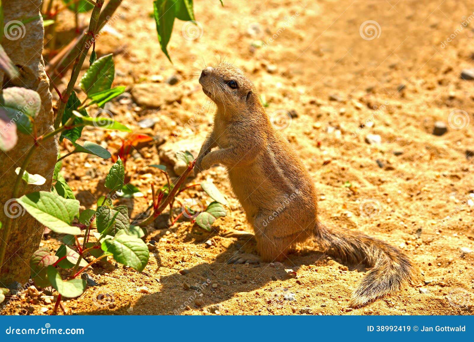 Exotic squirrel stock image. Image of fauna, look, creature - 38992419
