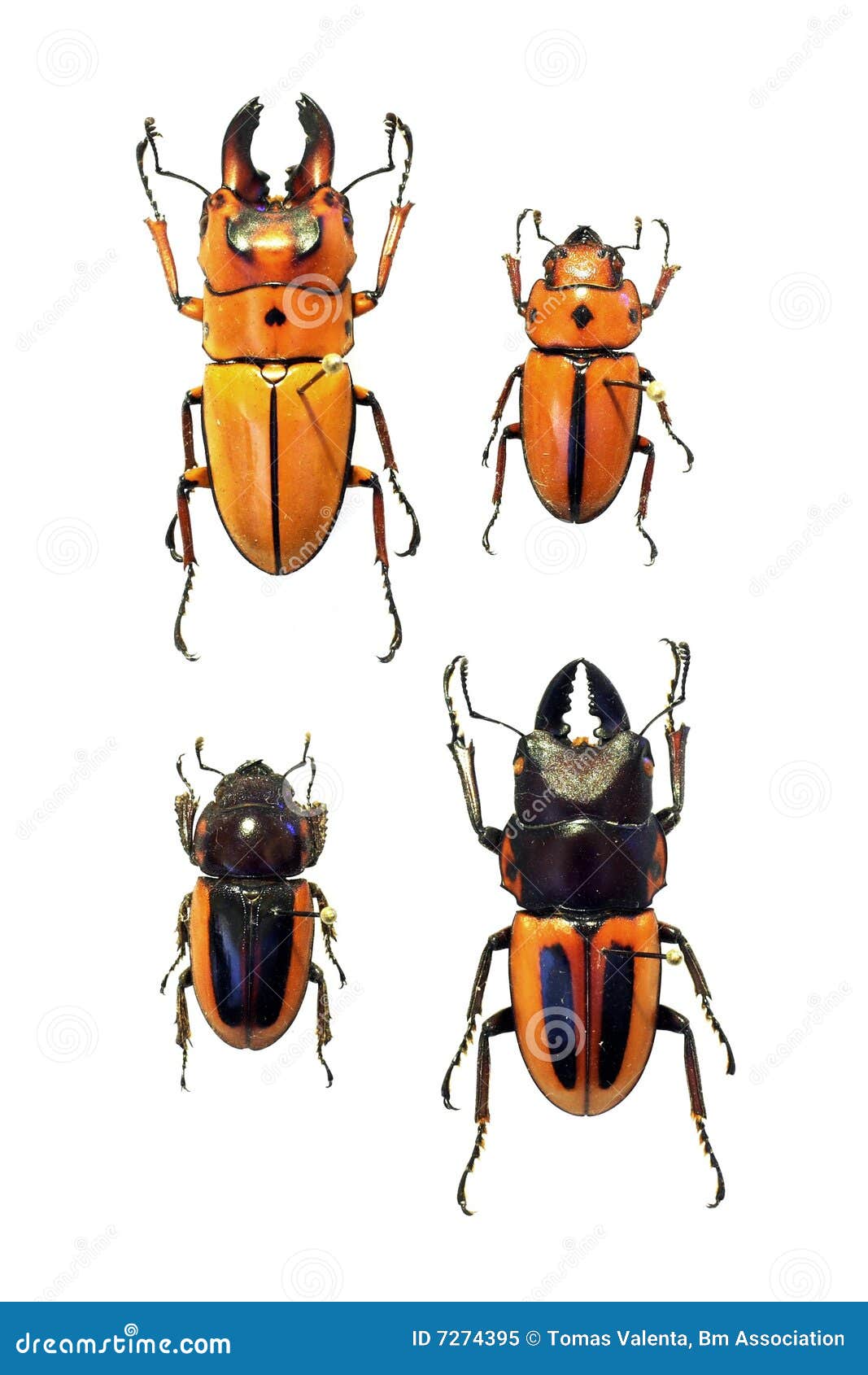 Homoderus Gladiator Stock Photos - Free & Royalty-Free Stock Photos ...