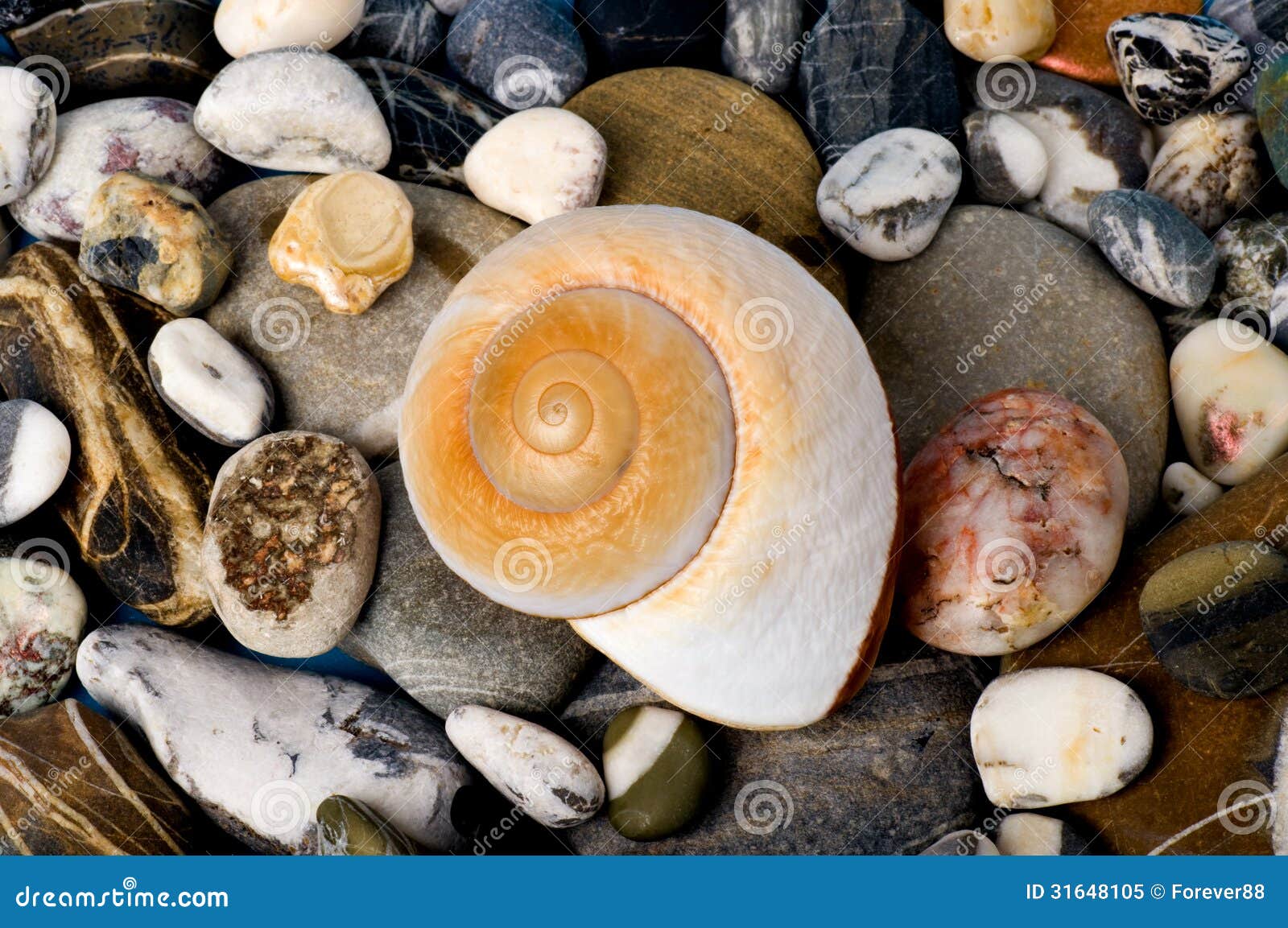 Exotic stones and shell stock image. Image of collection - 31648105