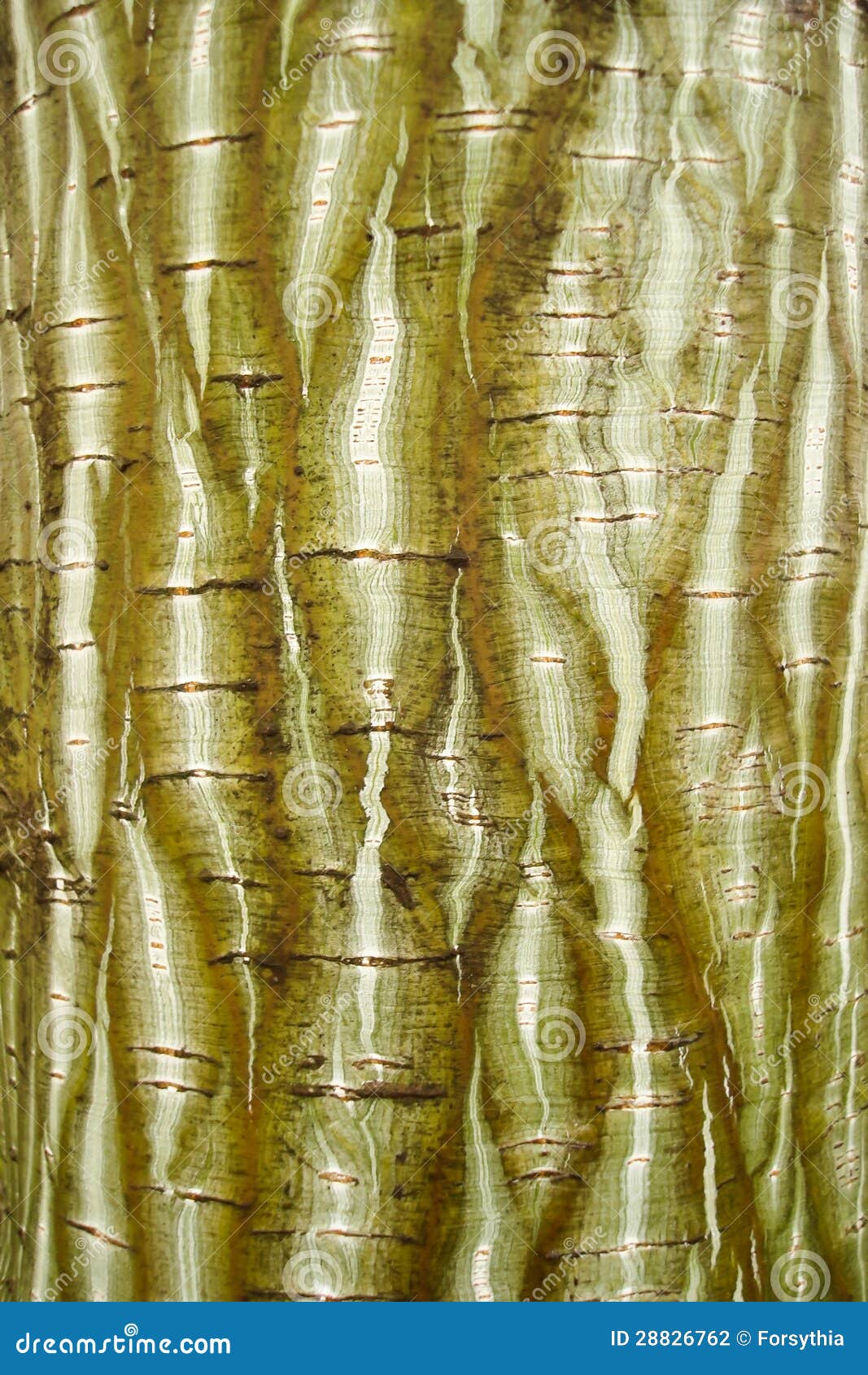 Exotic Striped Bark Texture Stock Photo - Image of structure, cortex ...