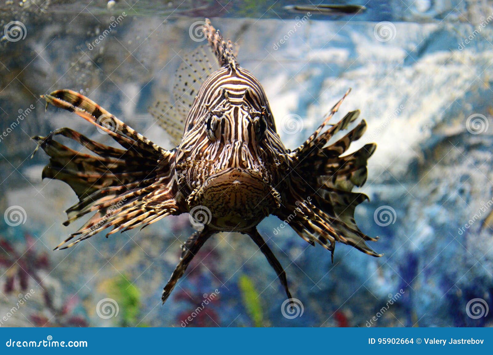 Exotic Striped Fish in Aquarium Stock Photo - Image of aquarium, view ...