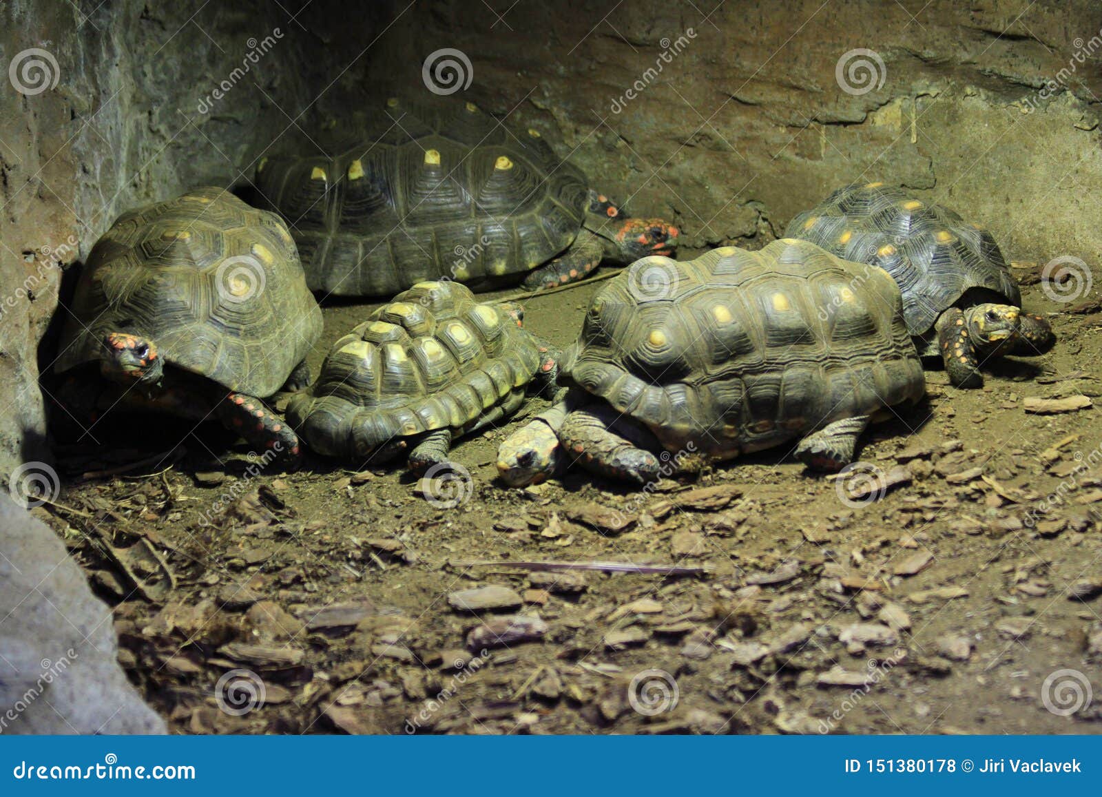 Exotic terrestrial turtle stock photo. Image of closeup - 151380178