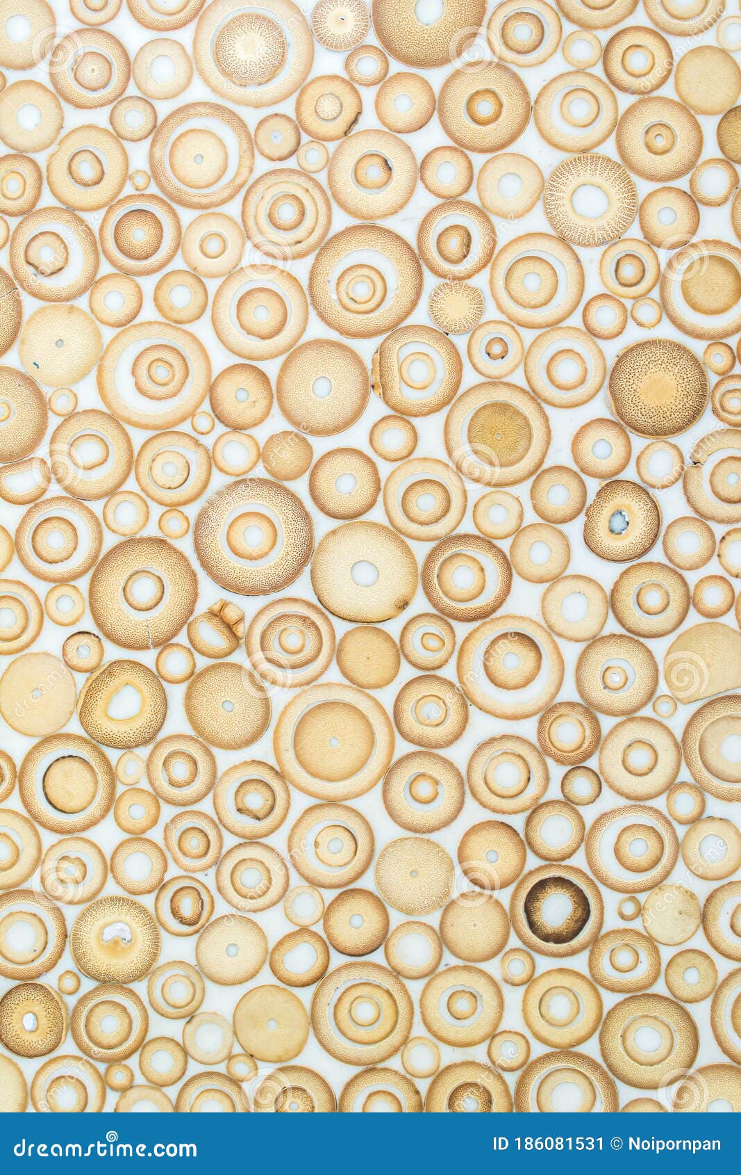 Exotic Texture Pattern of Bamboo Cross Section Filled with Hardening ...