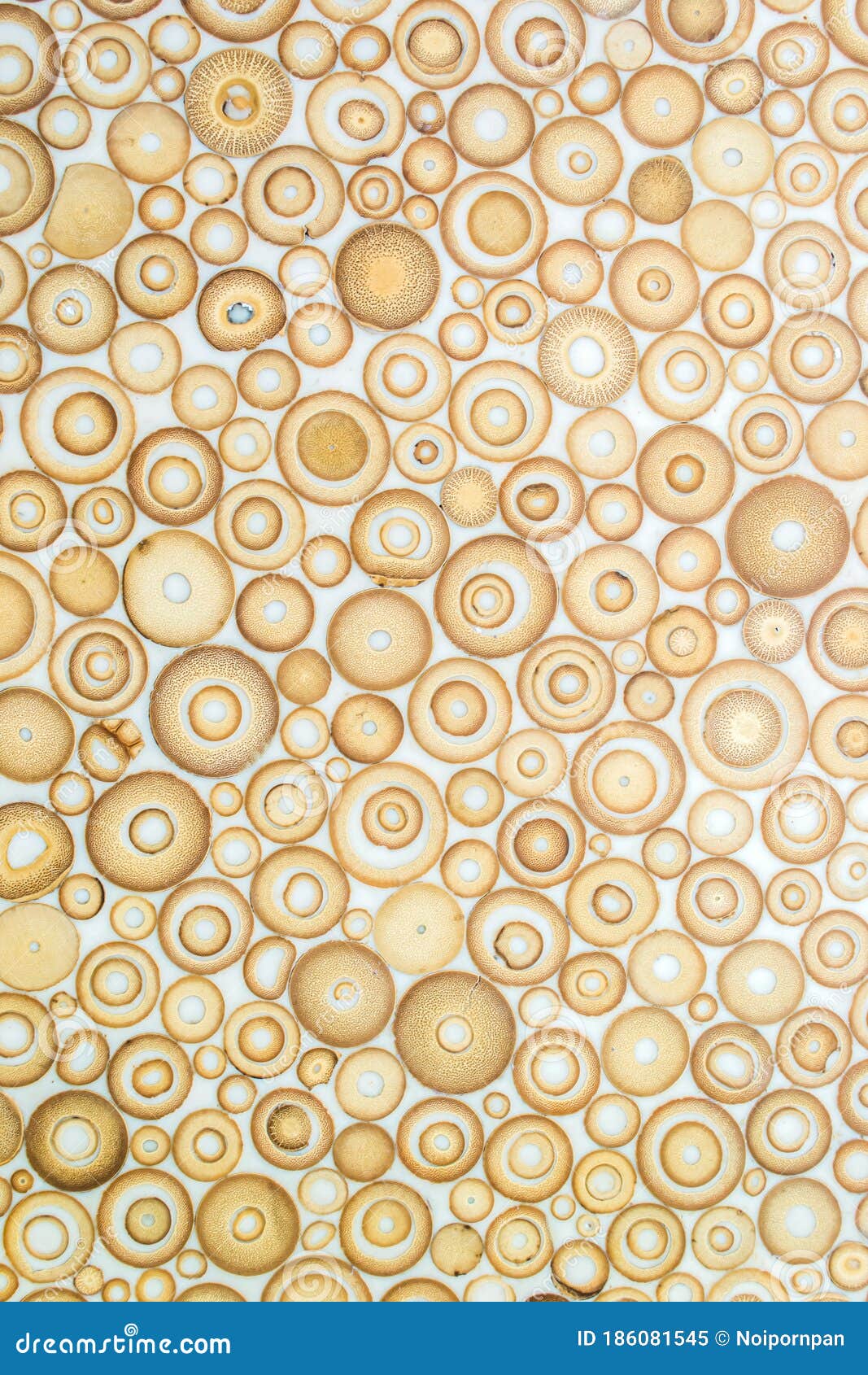 Exotic Texture Pattern of Bamboo Cross Section Filled with Hardening ...