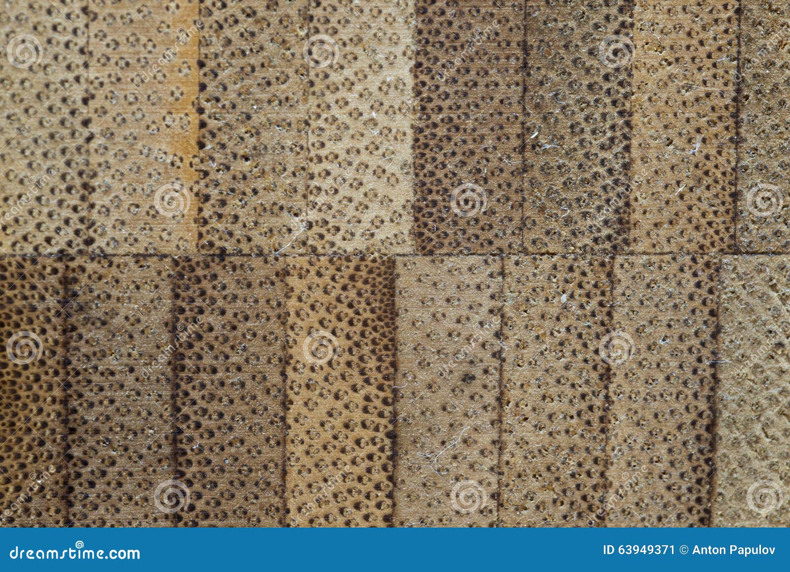 Exotic Texture Pattern of Bamboo Cross Section Filled with Hardening ...