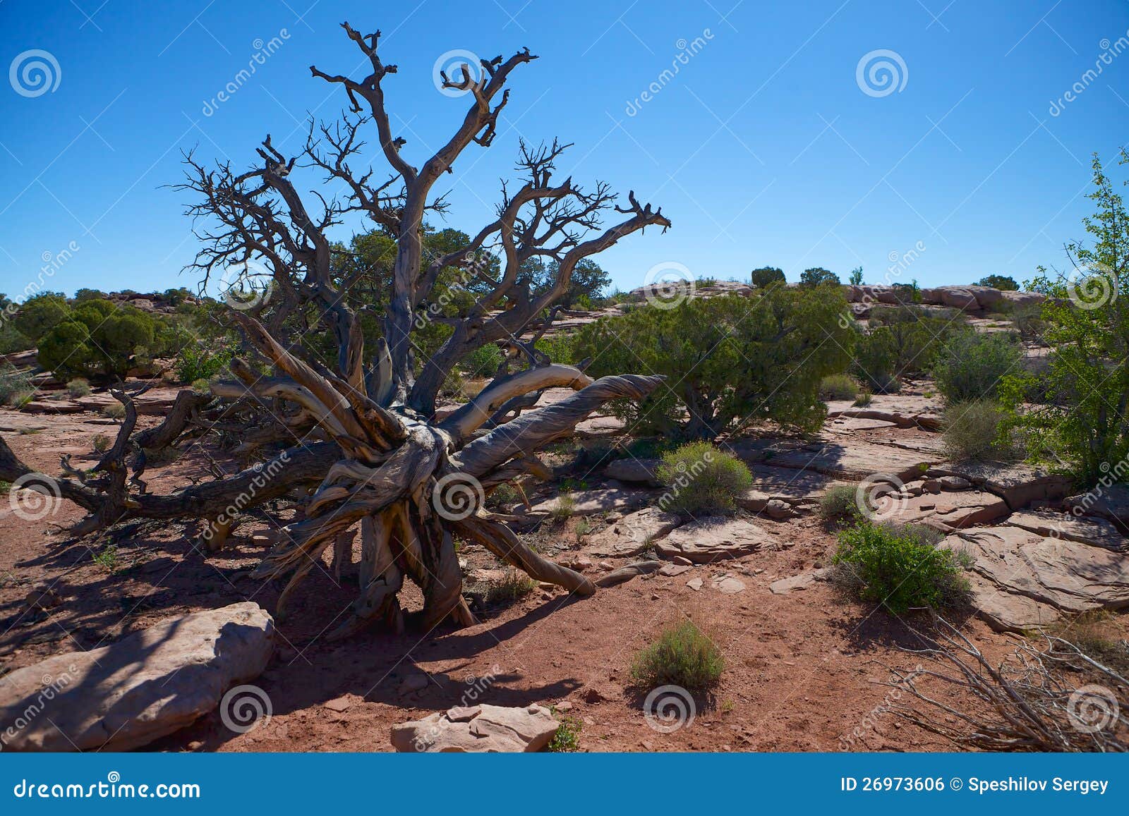 Exotic tree stock photo. Image of exotic, environment - 26973606