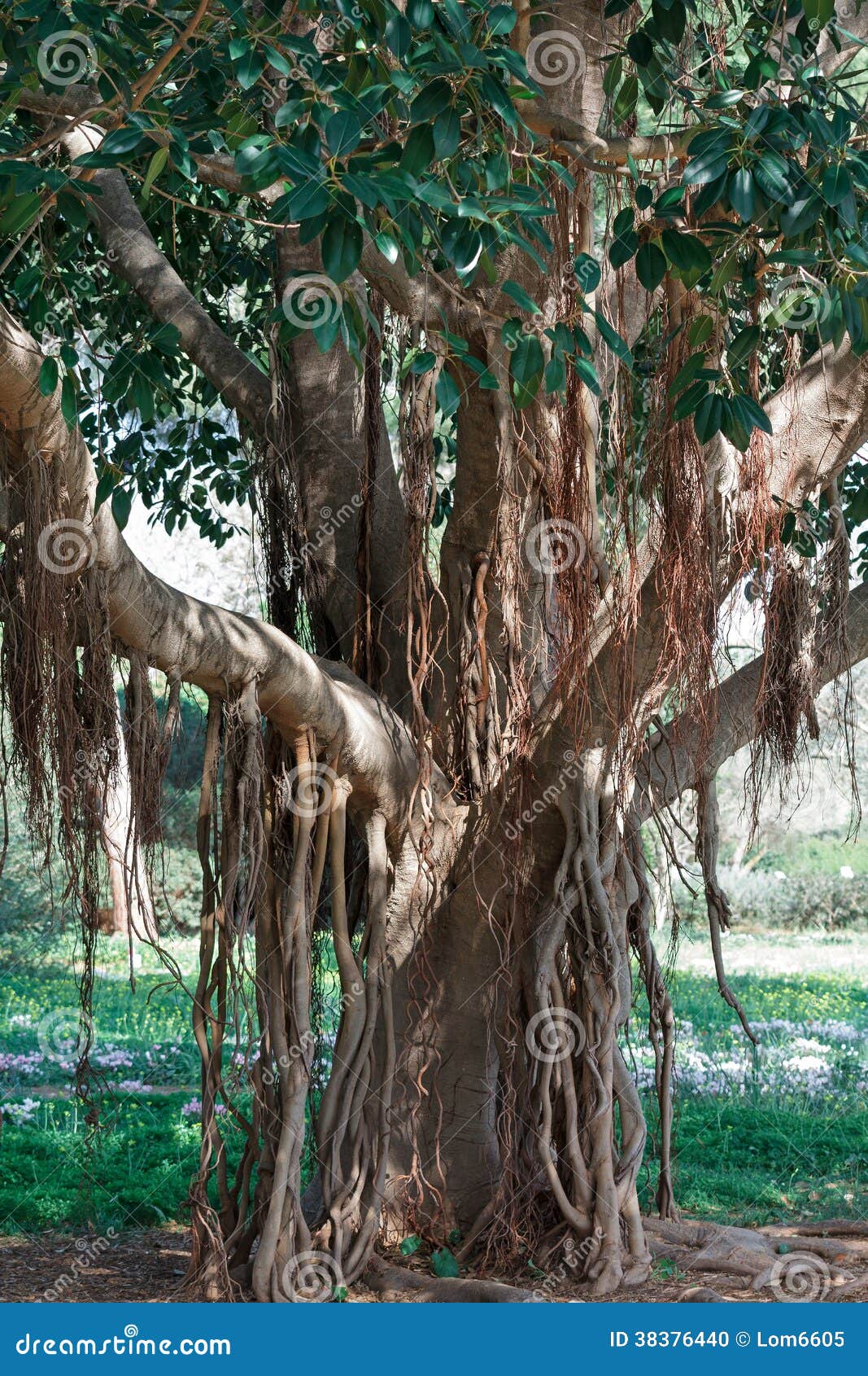 Exotic tree stock photo. Image of banyan, nature, life - 38376440
