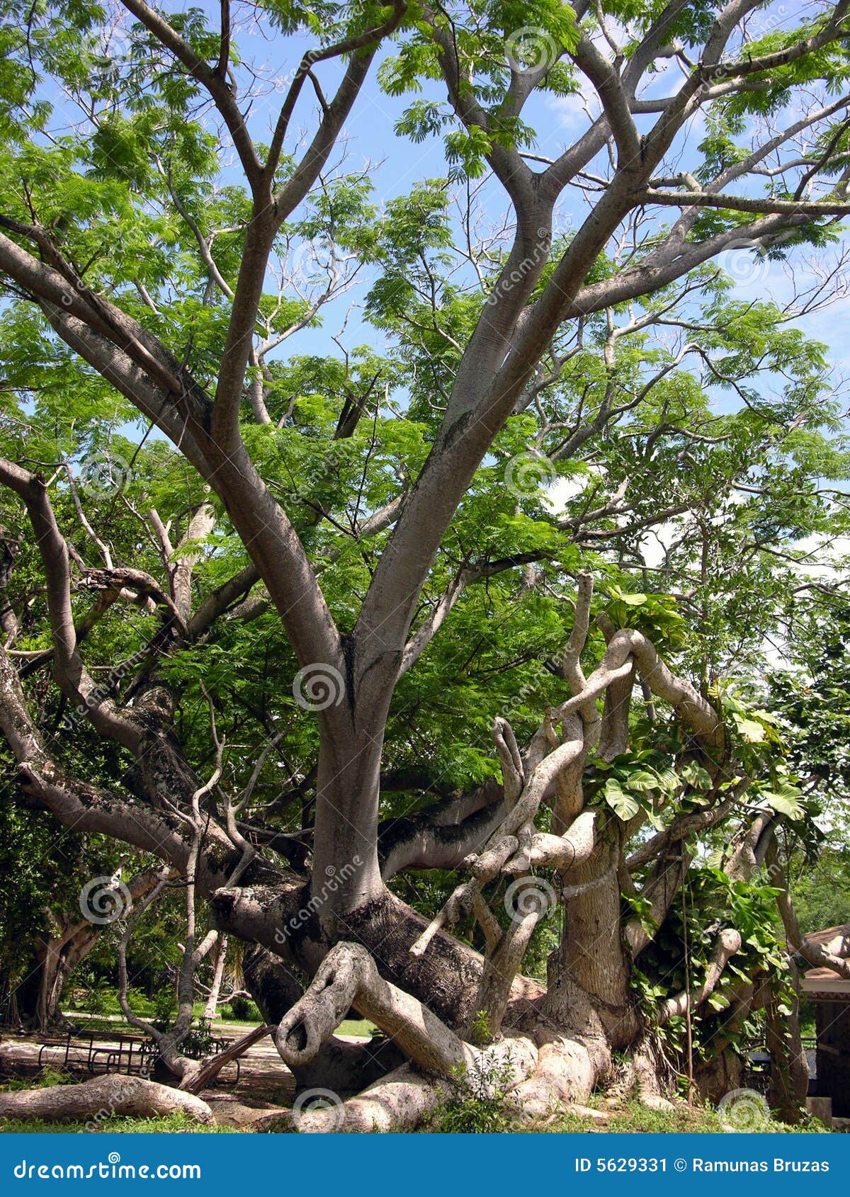 The Exotic Tree stock image. Image of tourism, interlacing - 5629331