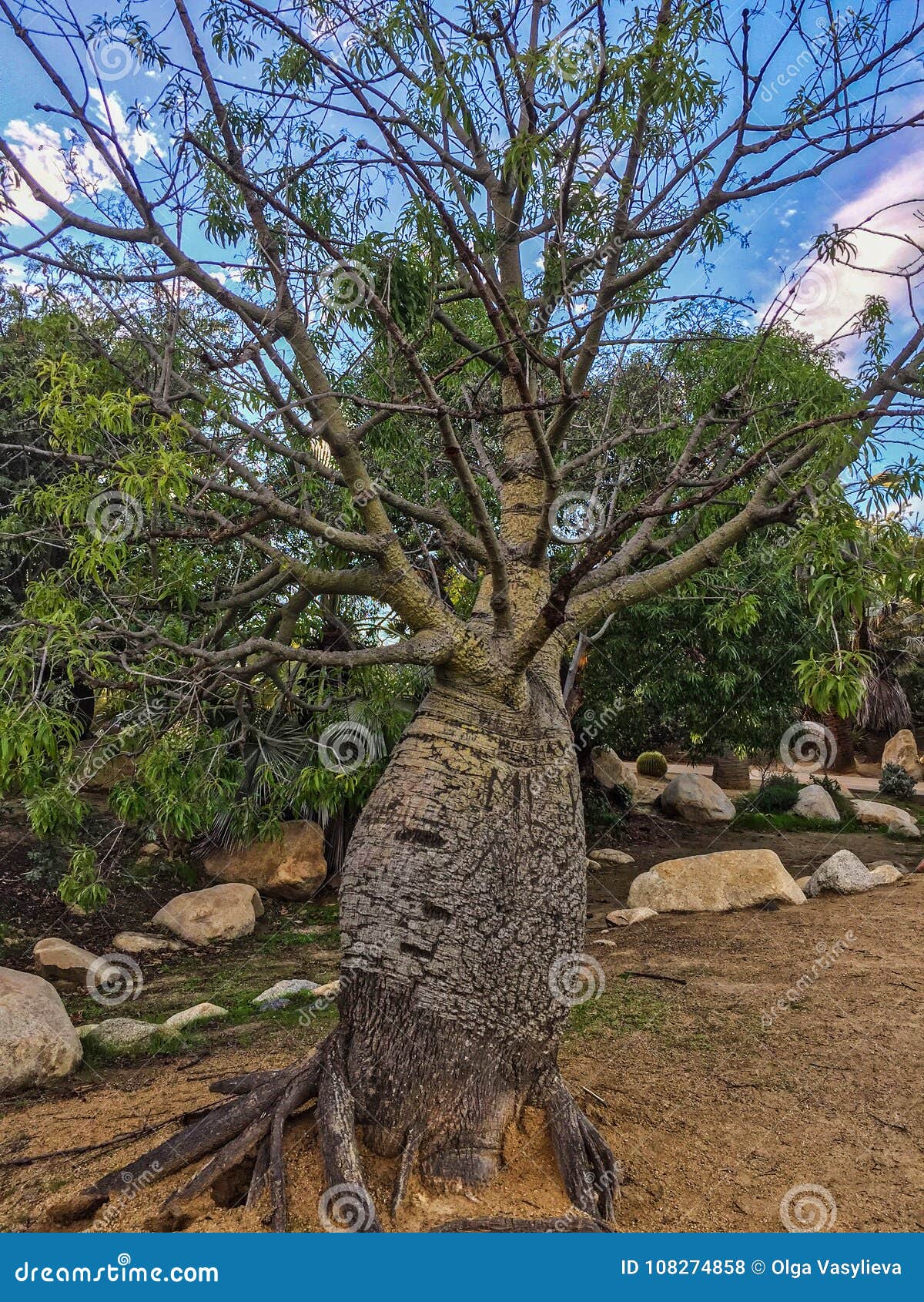 Exotic tree in Balboa park stock photo. Image of nature - 108274858