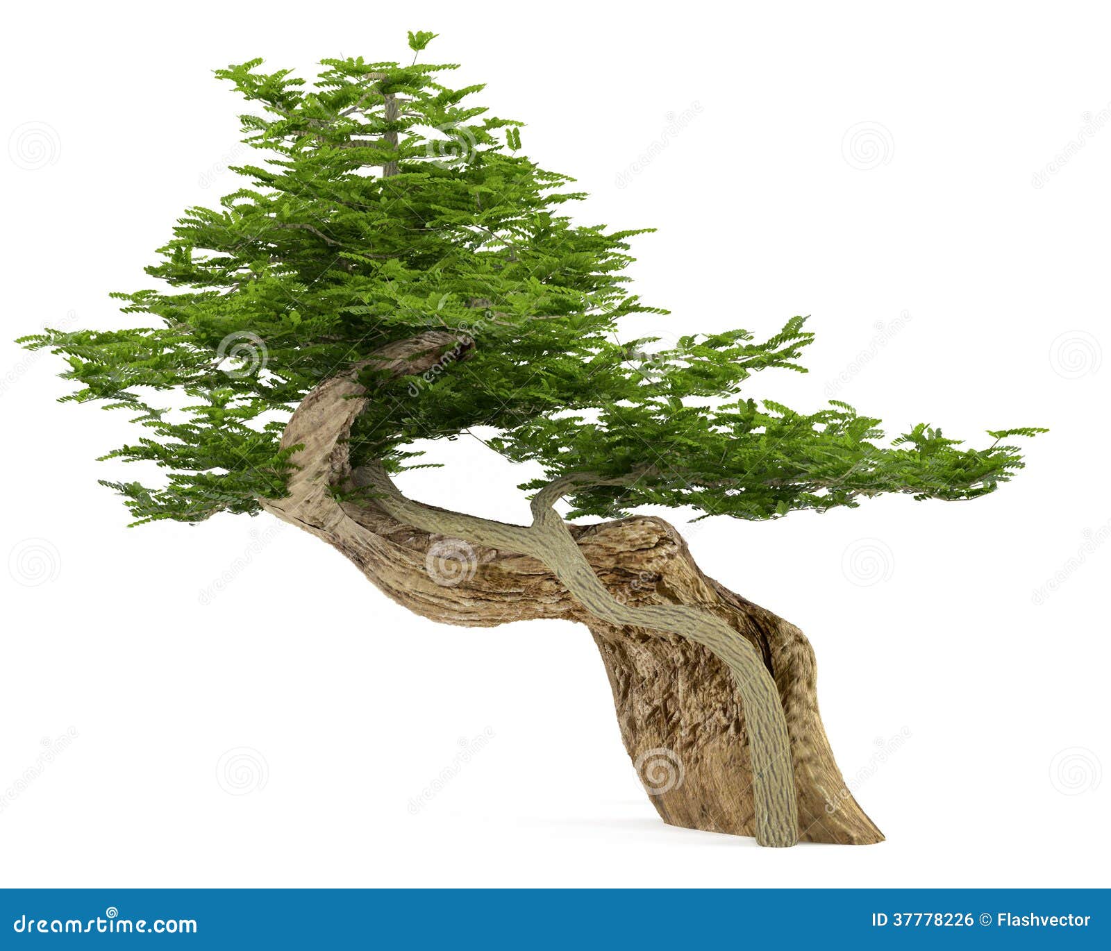 Tree Bonsai,black And White, Drawing Pen. Royalty-Free Stock ...