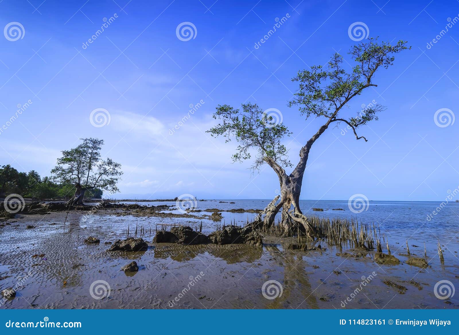 The Exotic Tree-3 stock image. Image of animal, conceptdaylight - 114823161