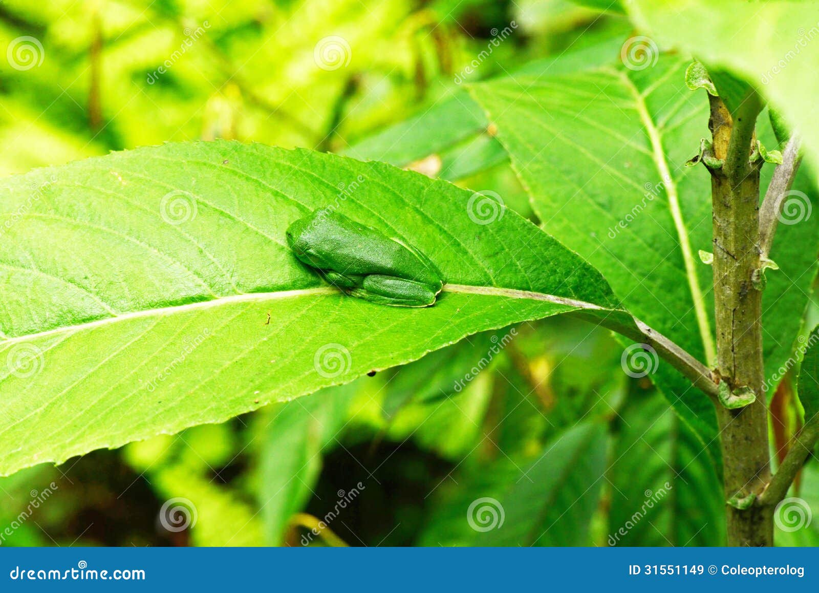 Exotic tree frog stock image. Image of greenery, tropical - 31551149