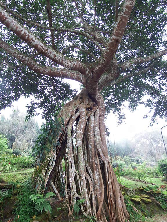 Exotic Tree with an Interesting Trunk Stock Image - Image of forest ...