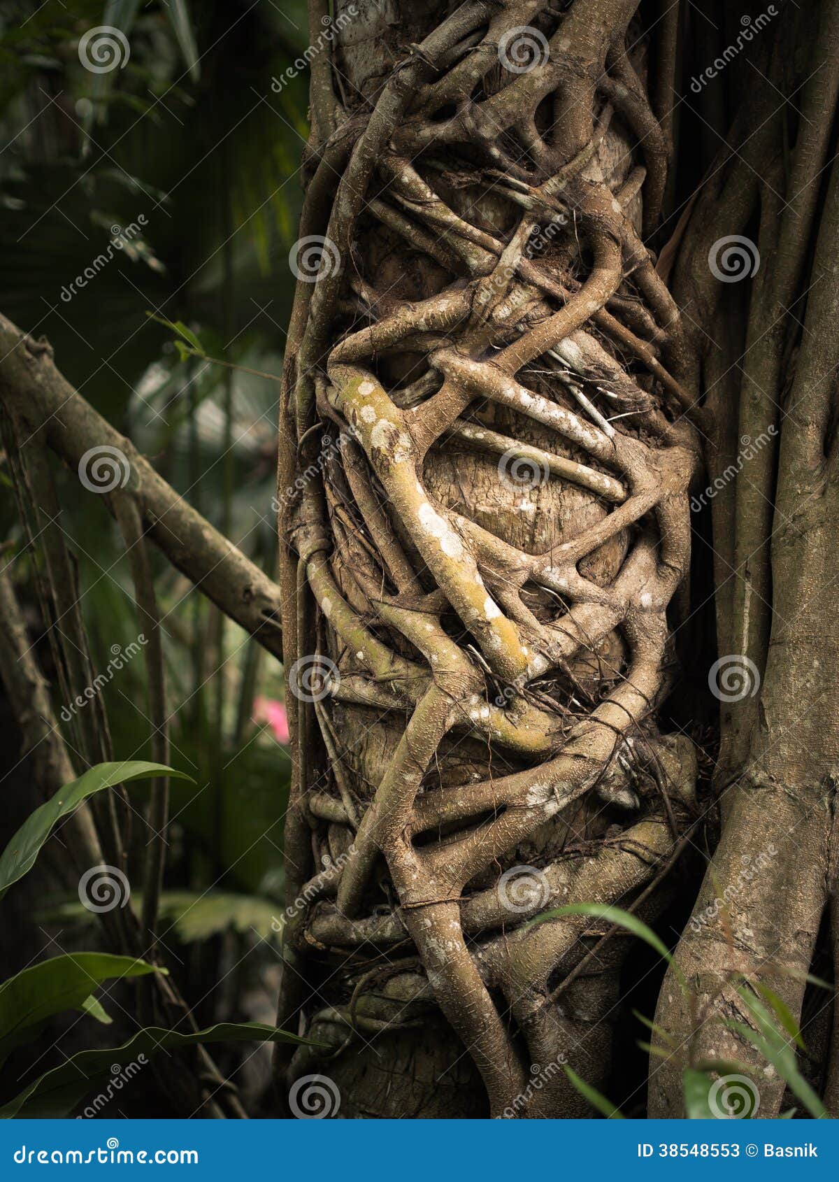 Exotic tree stock image. Image of trees, outdoor, growth - 38548553