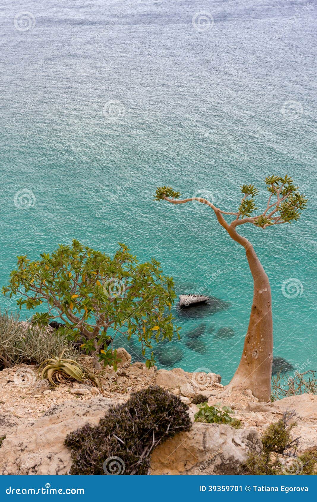 Exotic Tree on Sea Background Stock Image - Image of ecology, view ...
