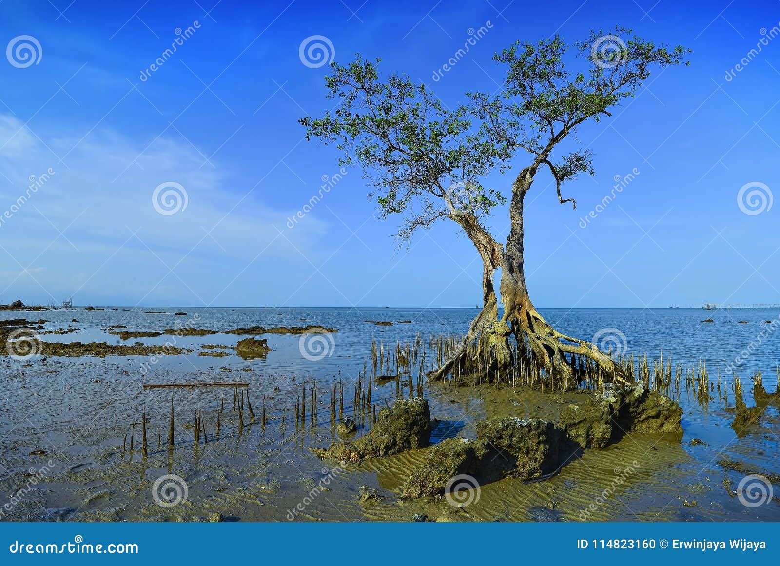 The Exotic Tree-4 stock photo. Image of beauty, moment - 114823160