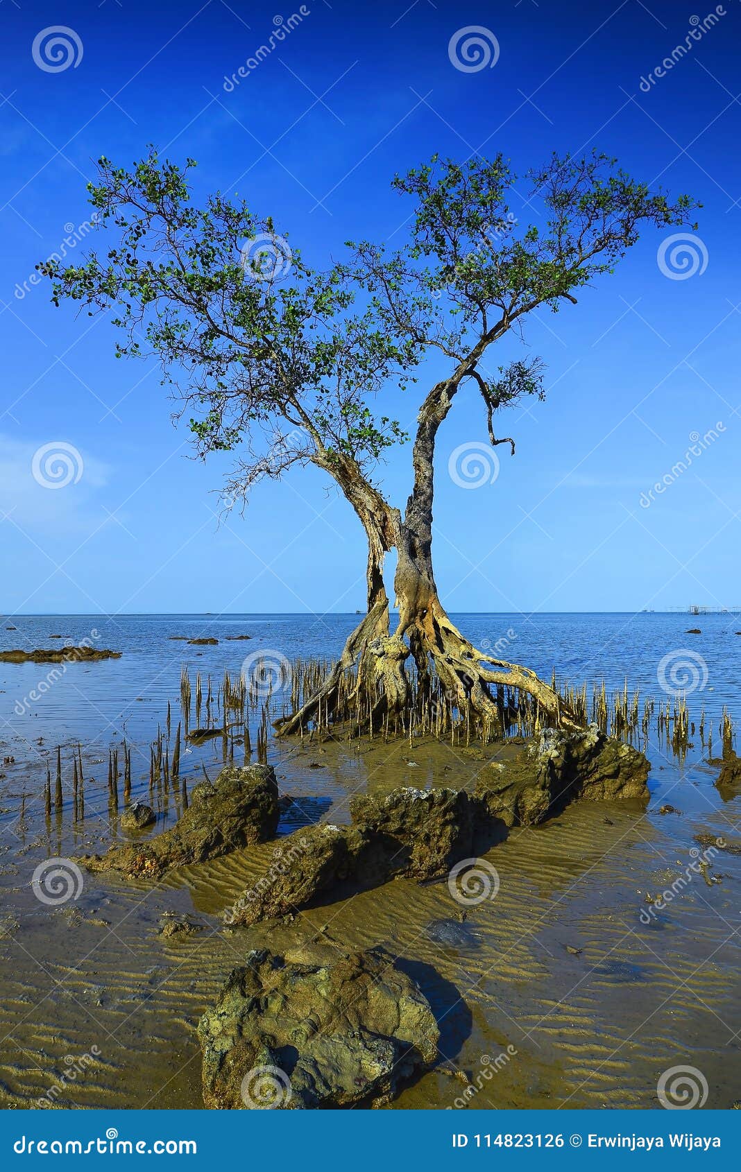 The Exotic Tree-6 stock photo. Image of islands, fruit - 114823126