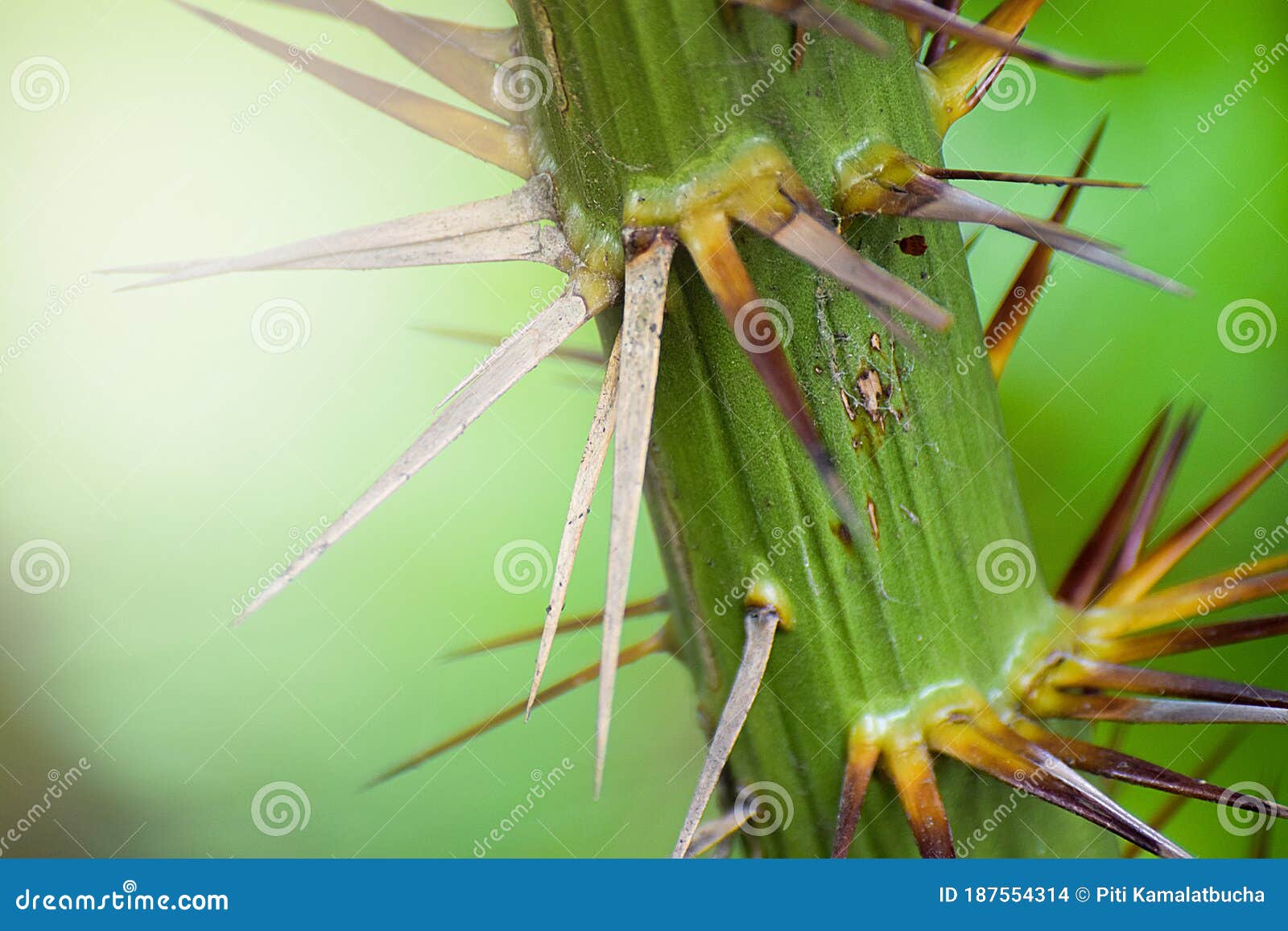 Exotic Tree with Sharp Thorns for Background Stock Photo - Image of ...