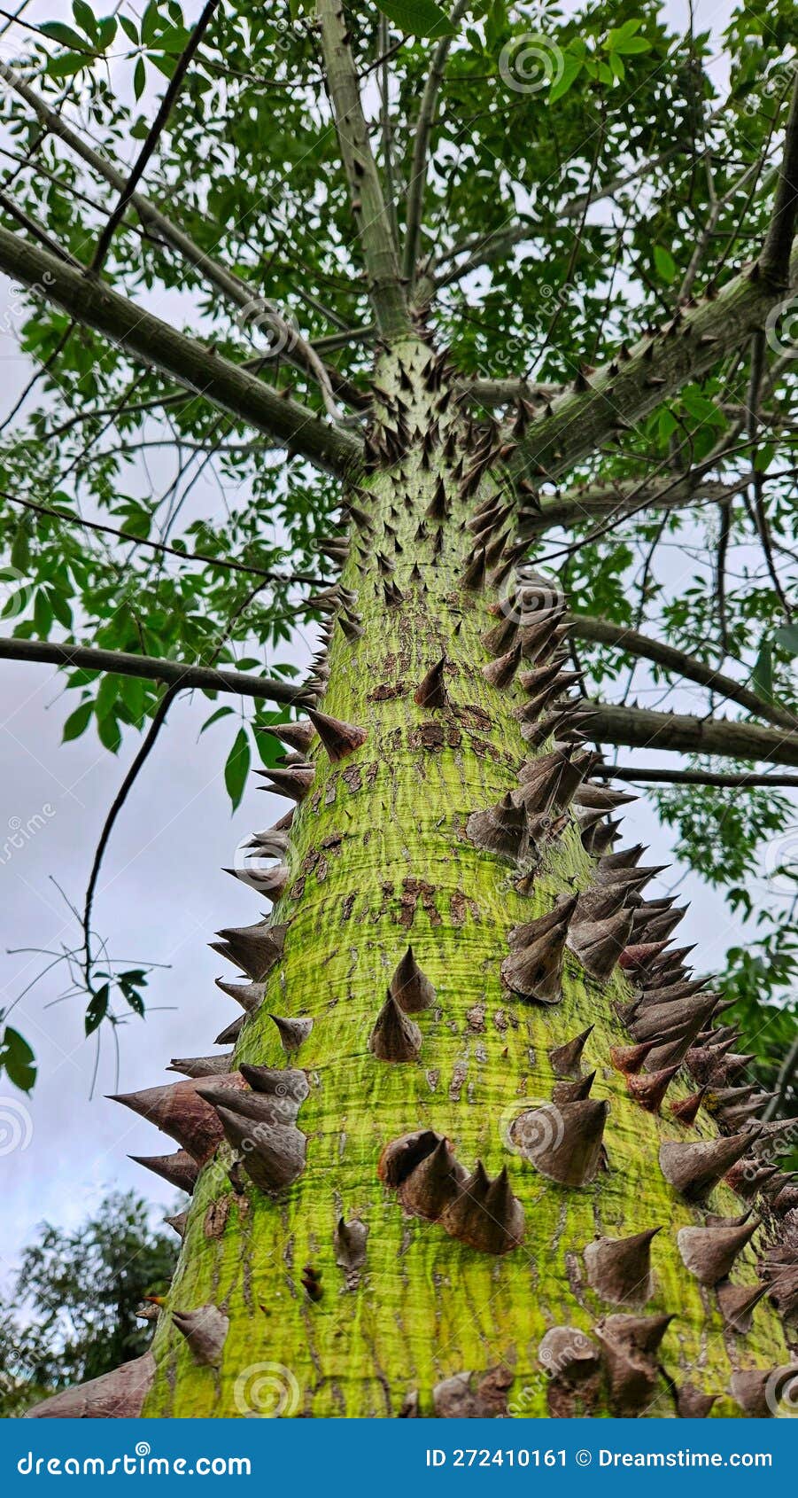 Exotic nature with thorns stock image. Image of tall - 272410161