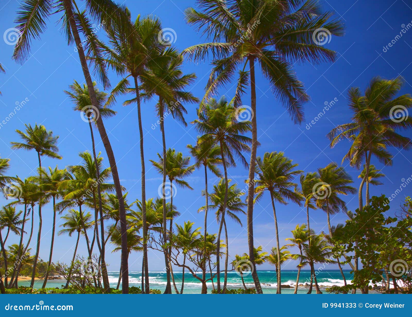 Exotic Tropical Beach Scene Stock Image - Image of remote, exotic: 9941333