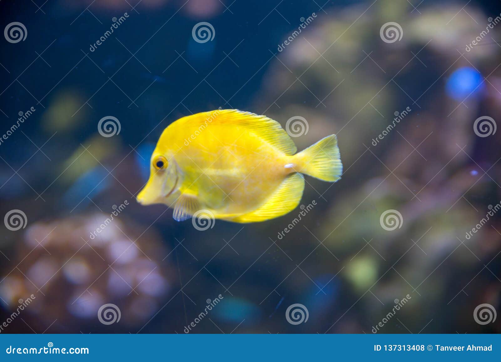 Exotic Tropical and Beautiful Yellow Fish in a Blue Ocean Stock Photo ...