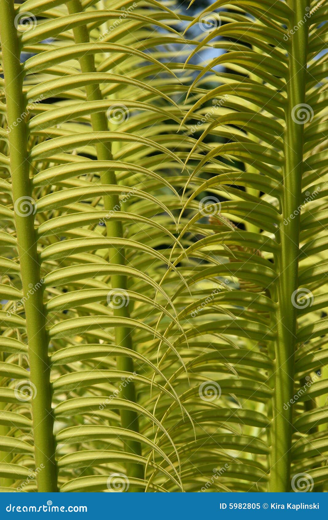 Exotic Tropical Ferns, Fiji Stock Image - Image of abstract, leave: 5982805