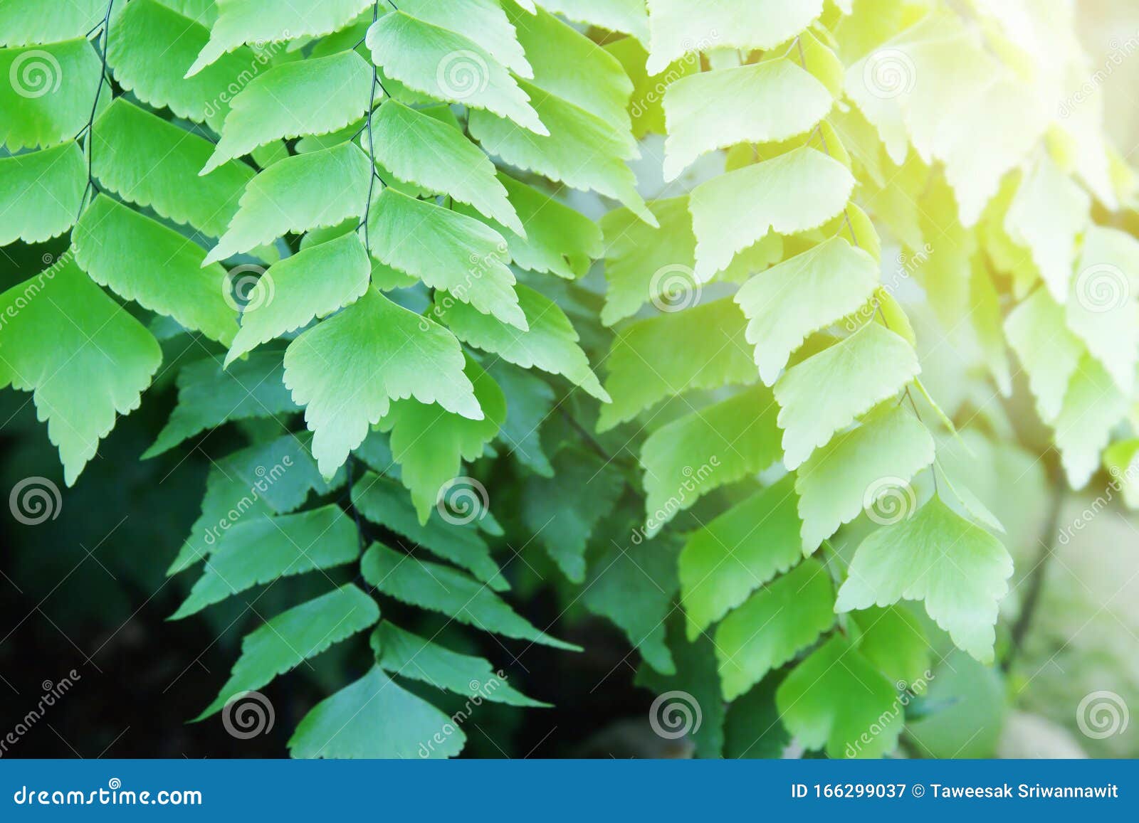 Exotic Tropical Ferns in the Forest Stock Image - Image of forest ...