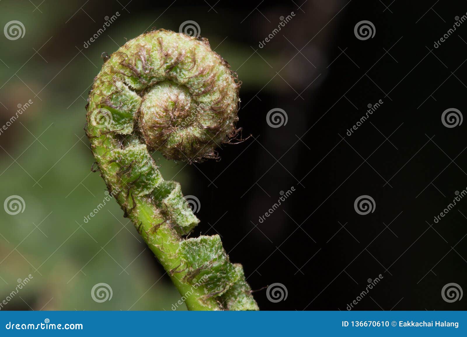 Exotic Tropical Ferns, Macro Stock Photo - Image of round, plant: 136670610