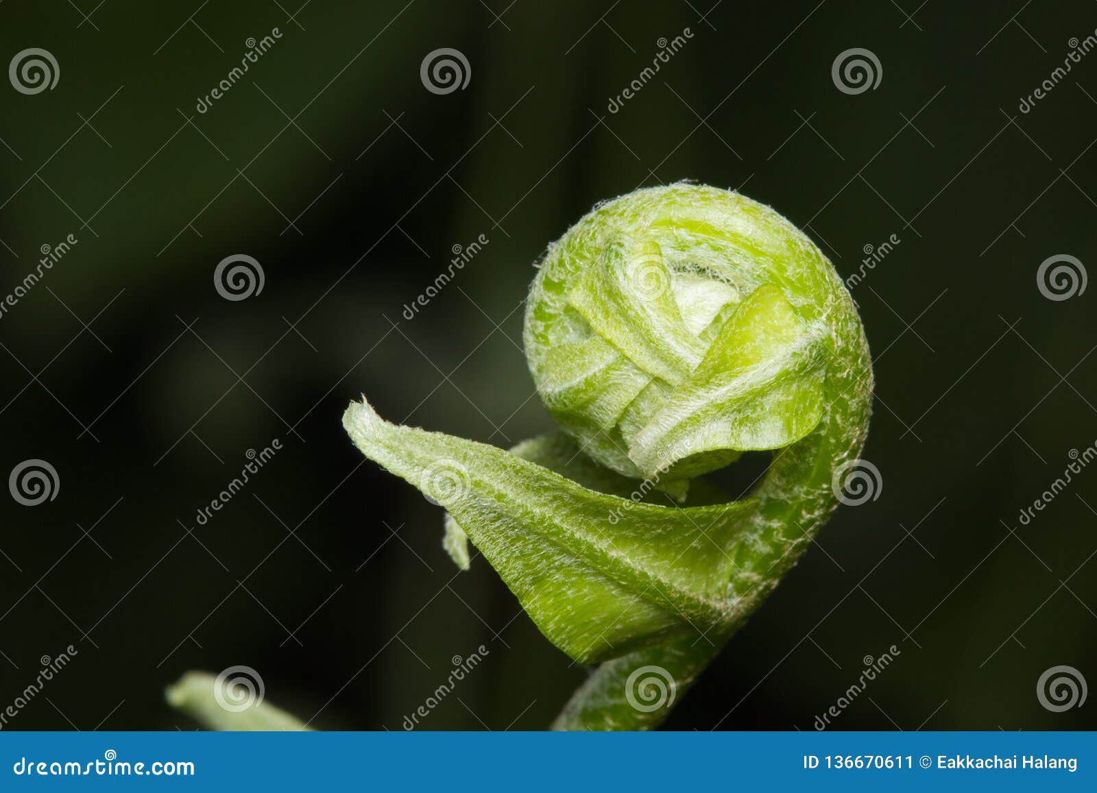 Exotic Tropical Ferns, Macro Stock Image - Image of single, nature ...