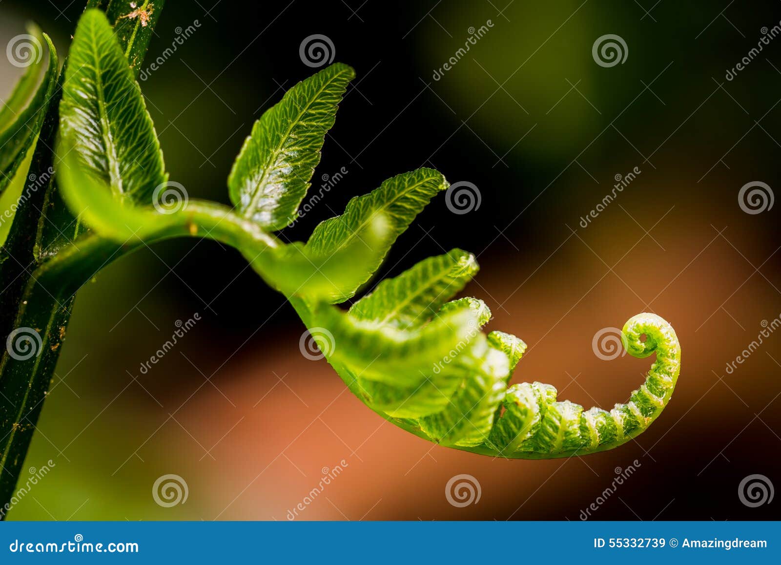 Exotic Tropical Ferns with Shallow Depth of Field Stock Image - Image ...