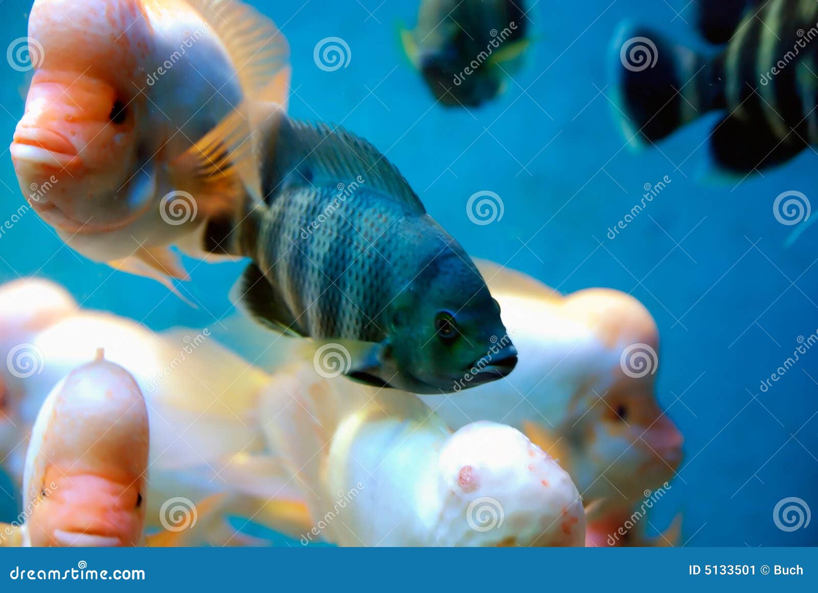 Exotic tropical fish stock image. Image of submerged, swimming - 5133501