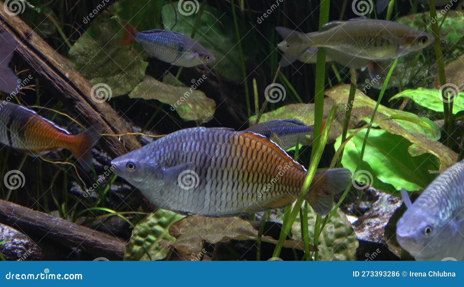 Exotic Tropical Fish in the Aquarium Stock Photo - Image of freshwater ...