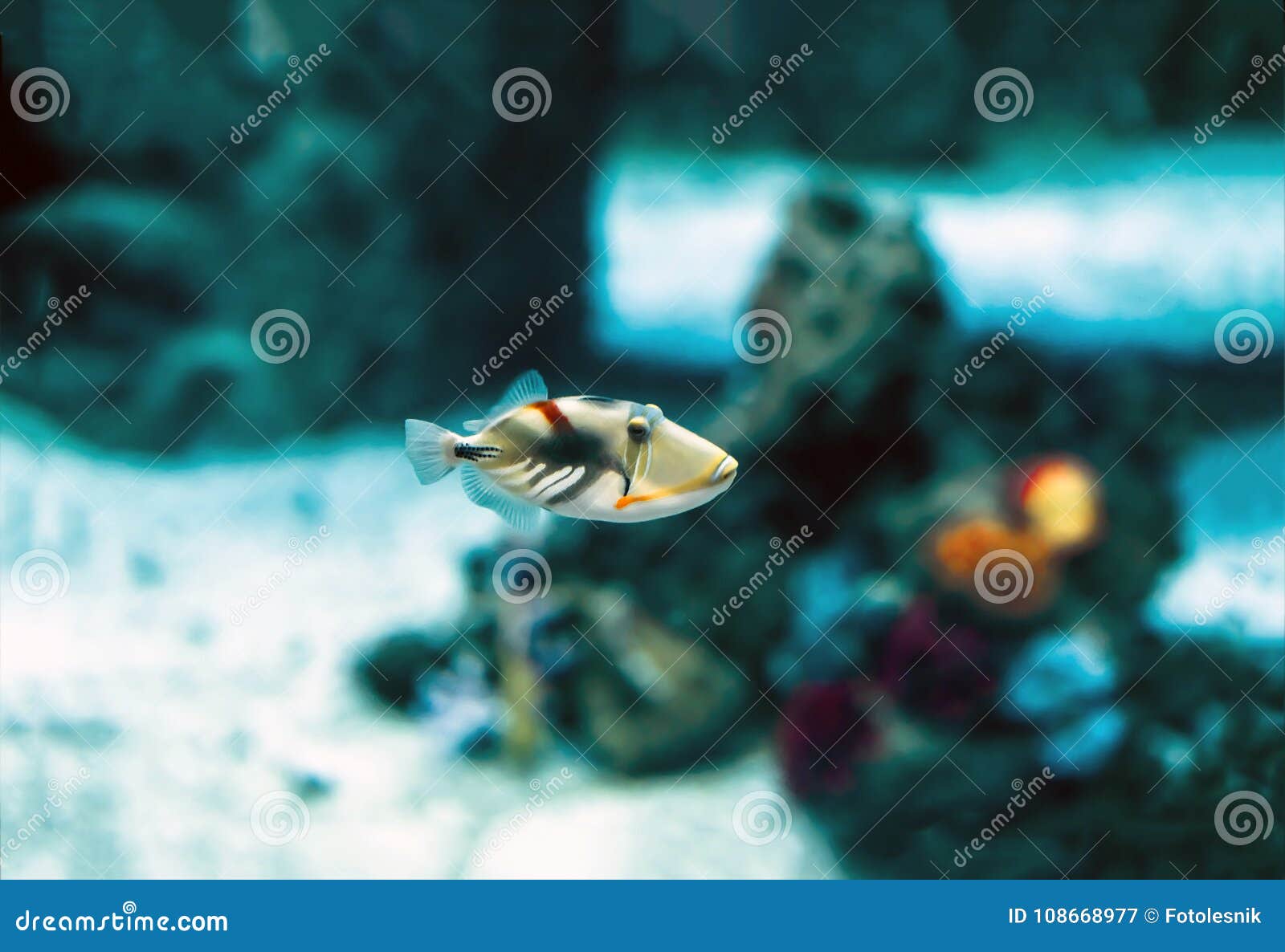 Exotic Tropical Fish in Aquarium Stock Image - Image of fish, fauna ...