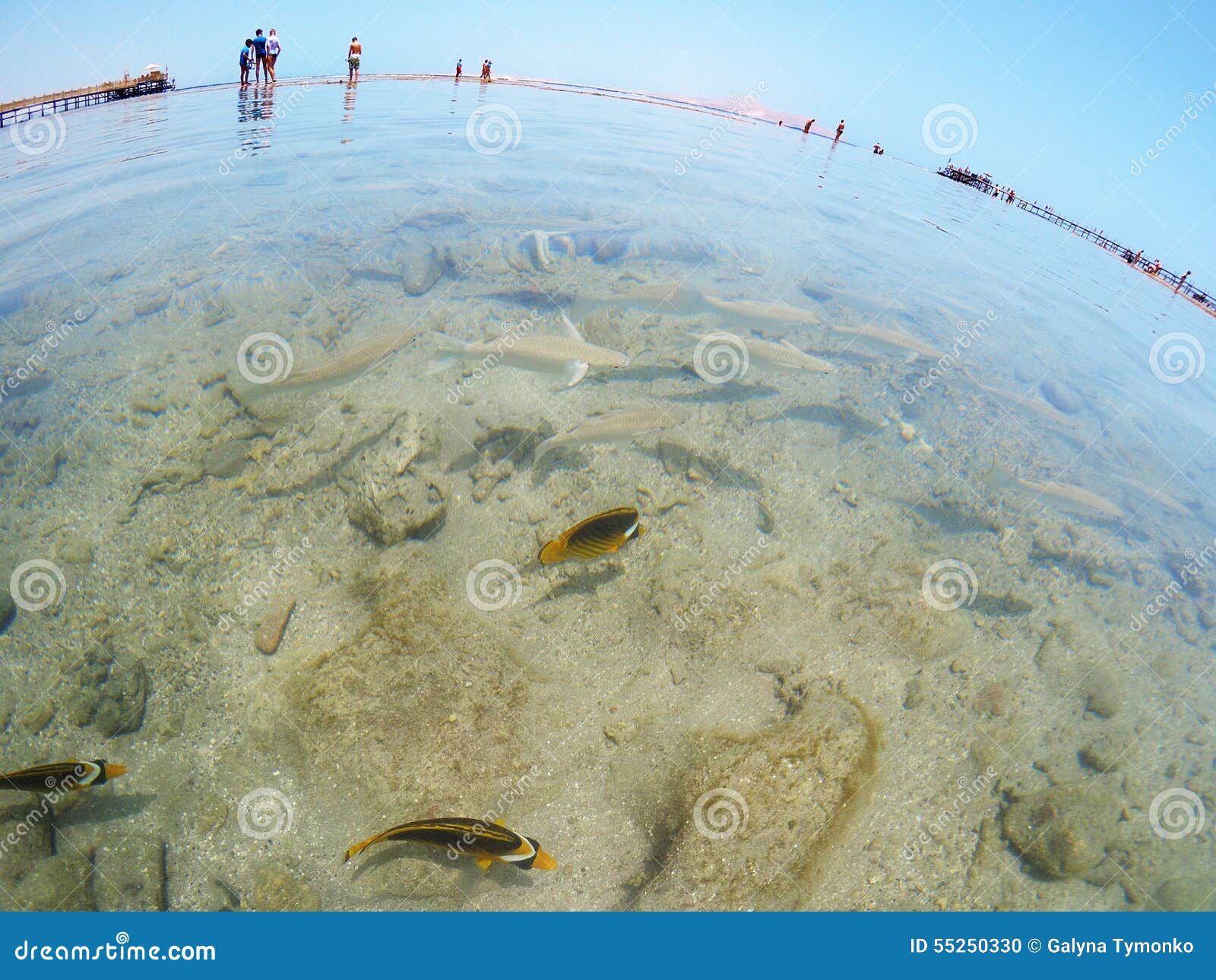 Exotic Tropical Fish in Sea Near the Shore Stock Photo - Image of ...