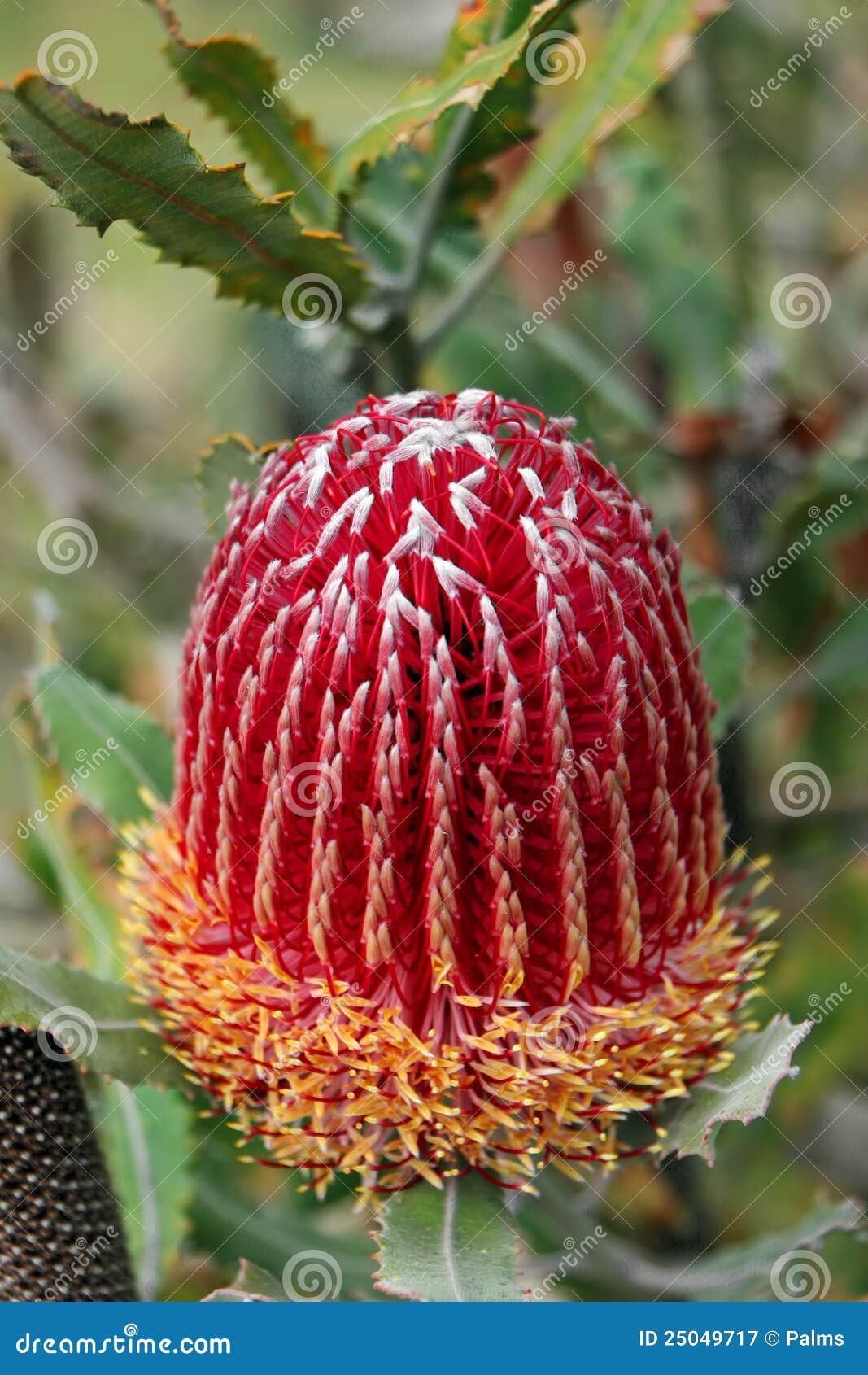 Exotic tropical flower stock image. Image of beautiful - 25049717
