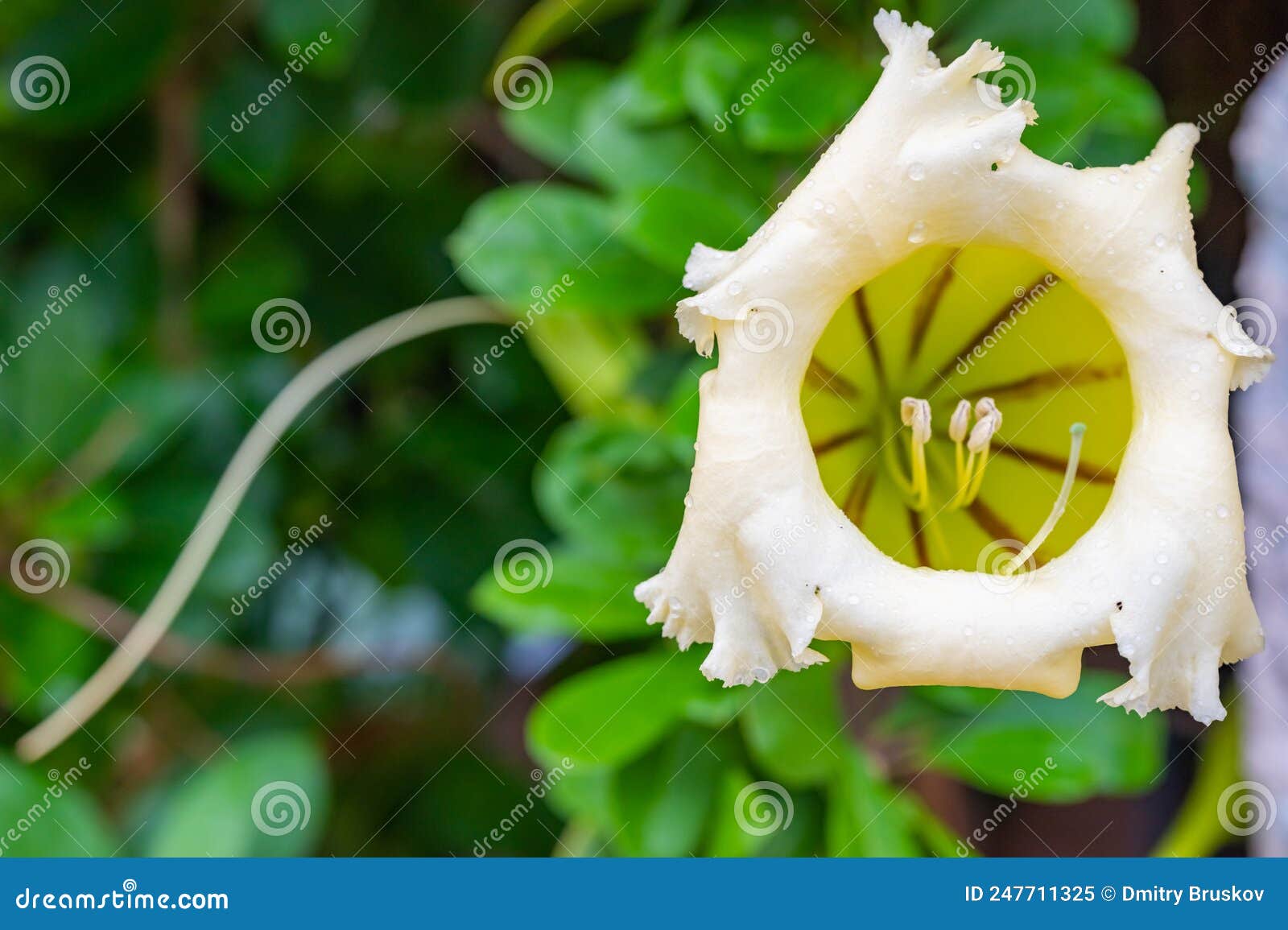 Exotic Tropical Flower Chalice Vine Stock Image - Image of background ...