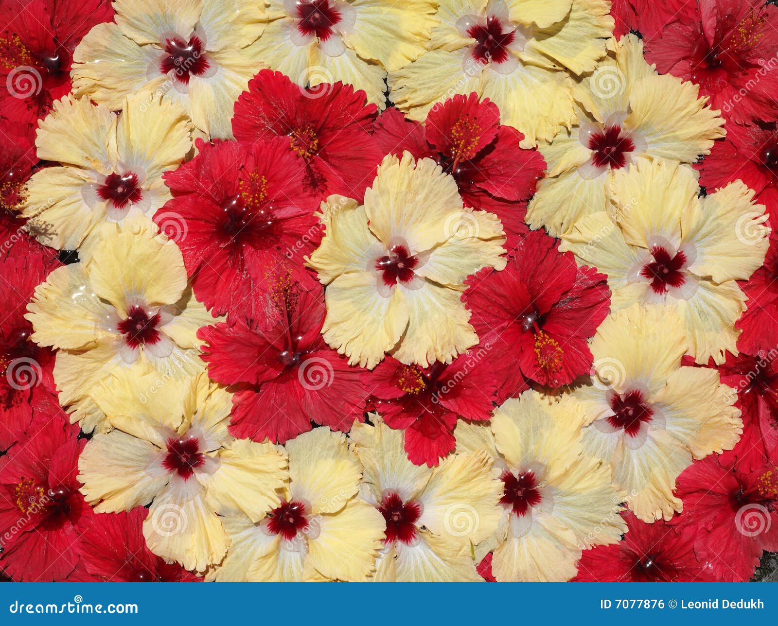 Exotic tropical flowers stock photo. Image of macro, exotic - 7077876