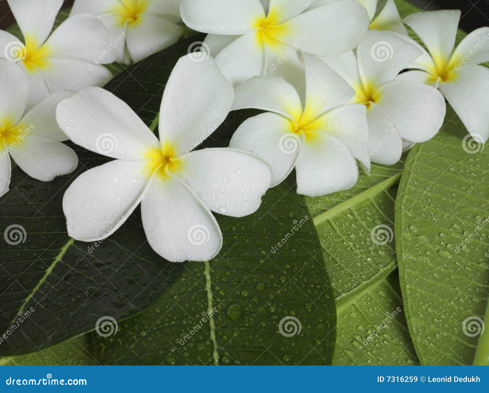 Exotic tropical flowers stock image. Image of freshness - 7316259