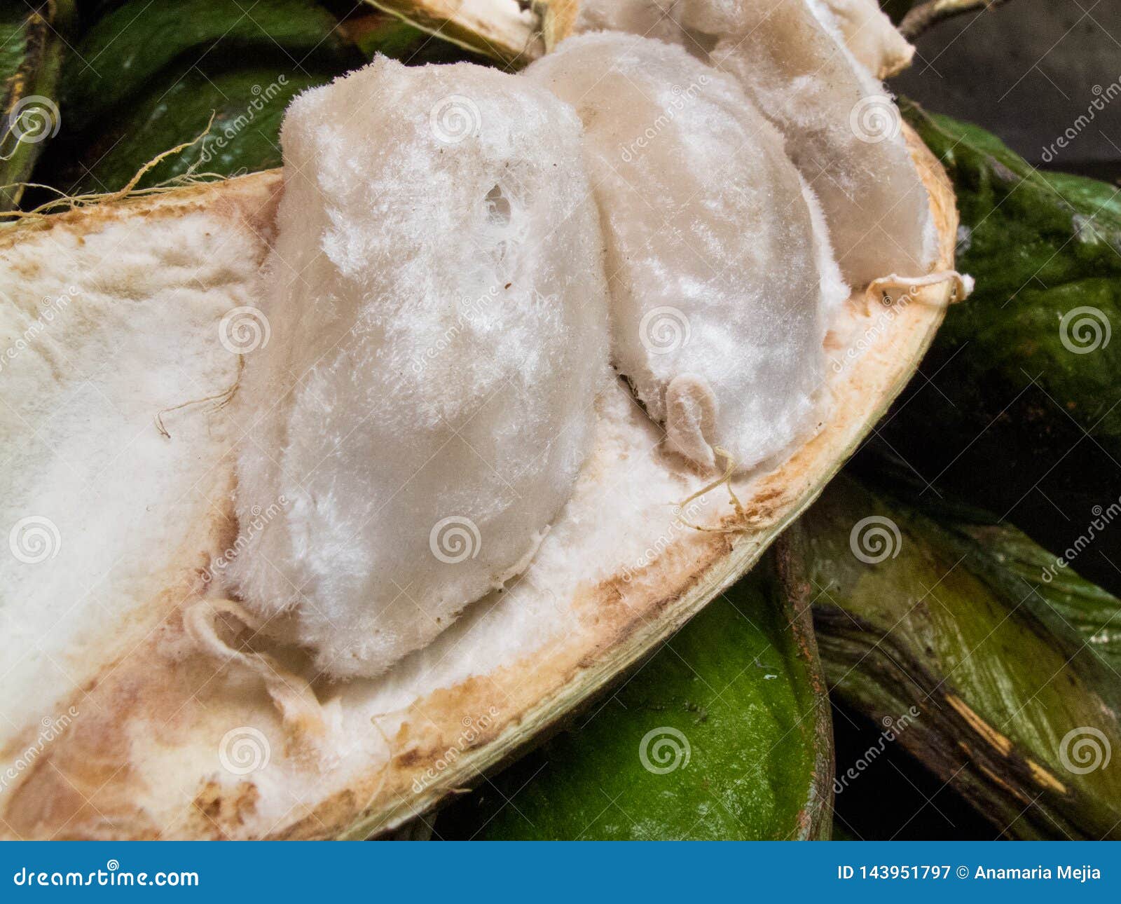 Exotic Tropical Fruit Called Guama Stock Image - Image of fabaceae ...