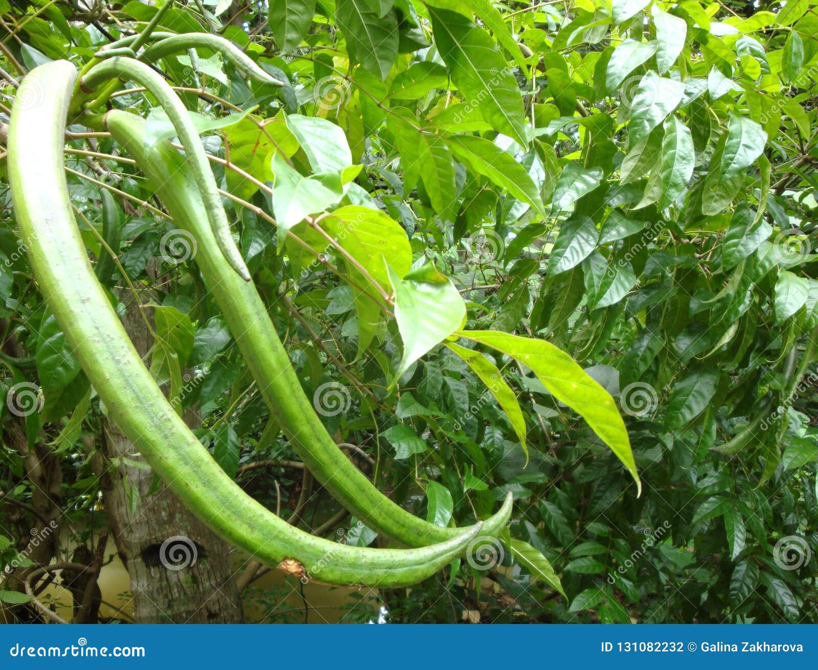 Tropical Tree with Green Pods. Stock Photo - Image of pods, malaysia ...