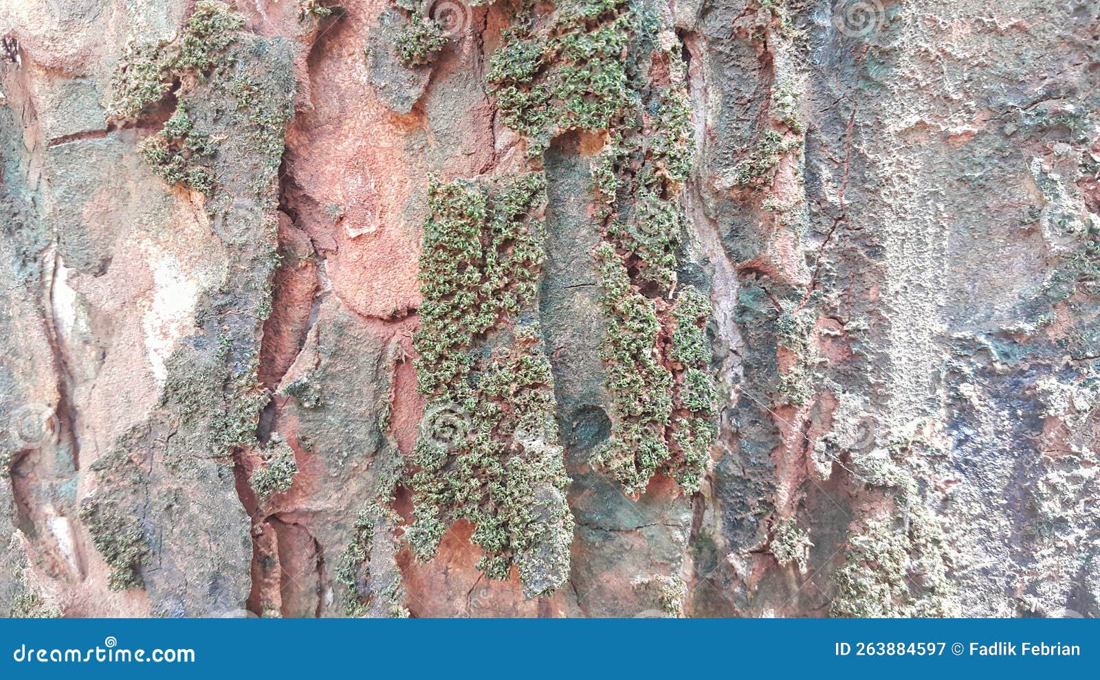 Exotic Tropical Tree Bark Texture Stock Image - Image of nature, brown ...
