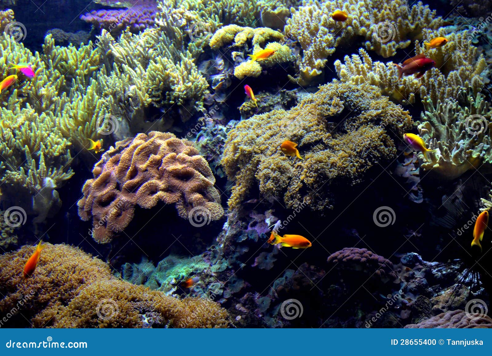 Exotic underwater sea life stock photo. Image of egypt - 28655400