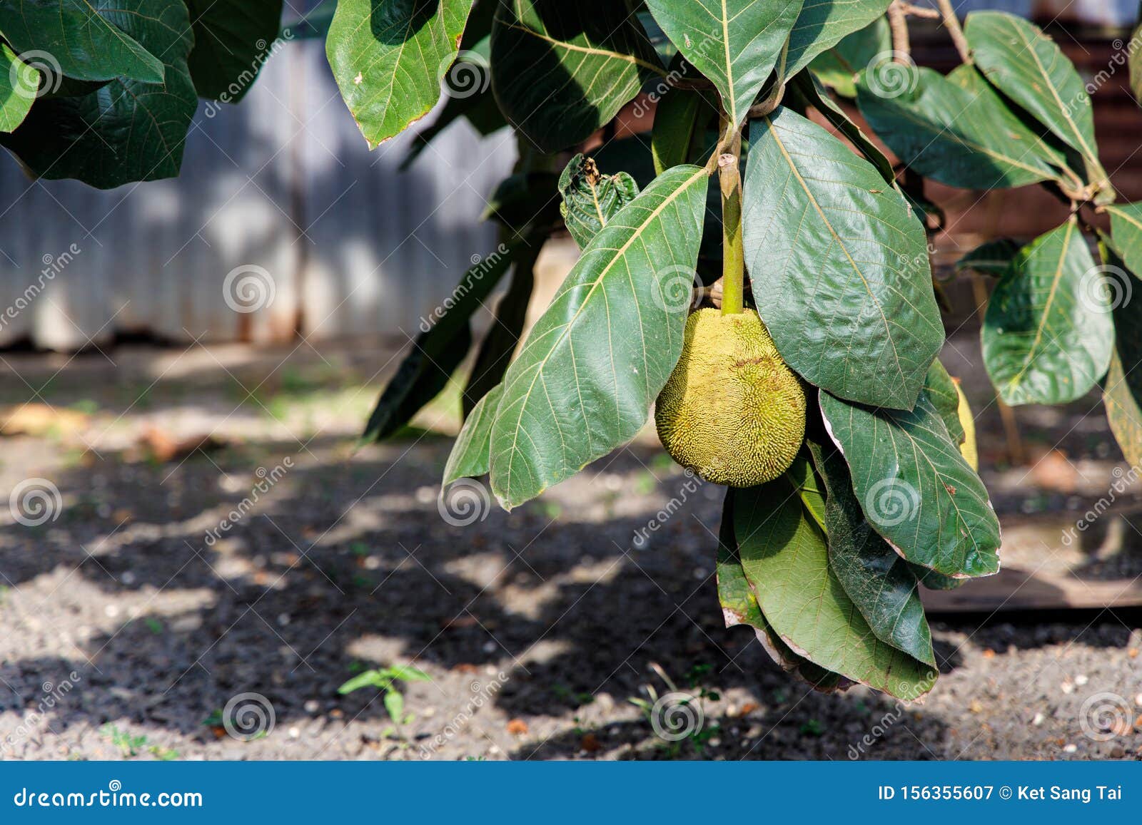 The Exotic And Unique Tarap Fruit Of Borneo Stock Image - Image of ...