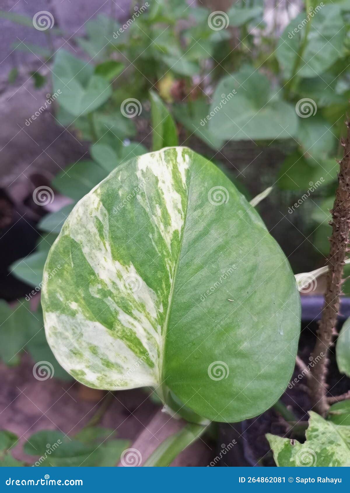 Exotic varigate leaves stock image. Image of flower - 264862081