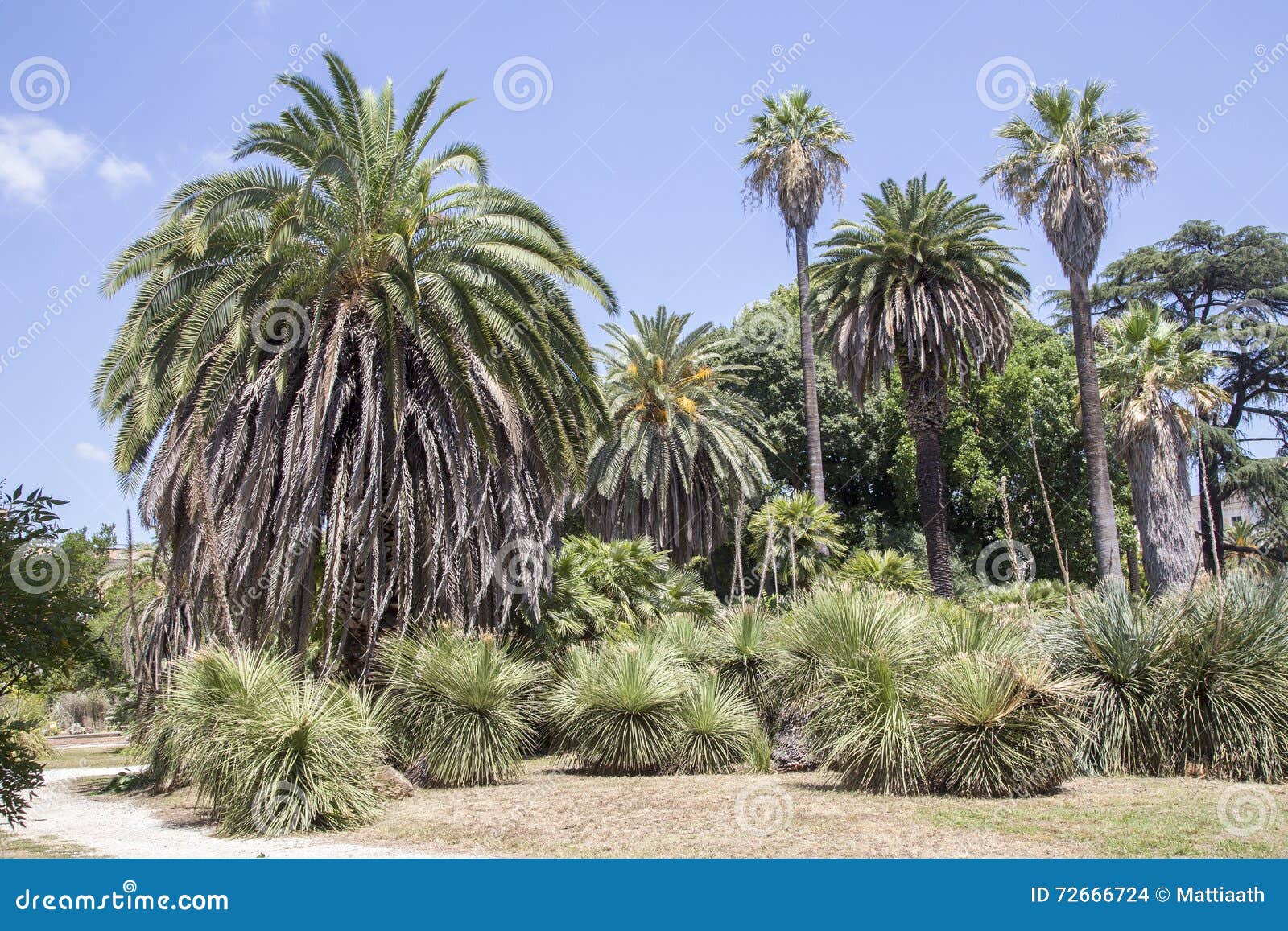 Exotic view of palm trees stock photo. Image of green - 72666724