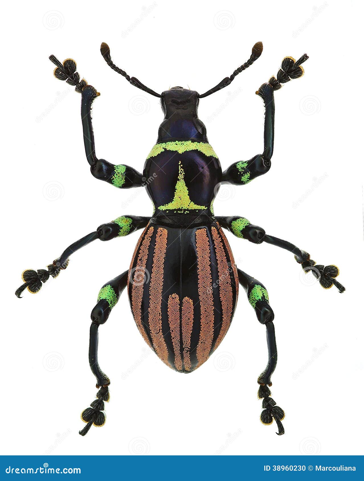 Exotic Weevil Pachyrhynchus Loheri Stock Photo - Image of physical ...