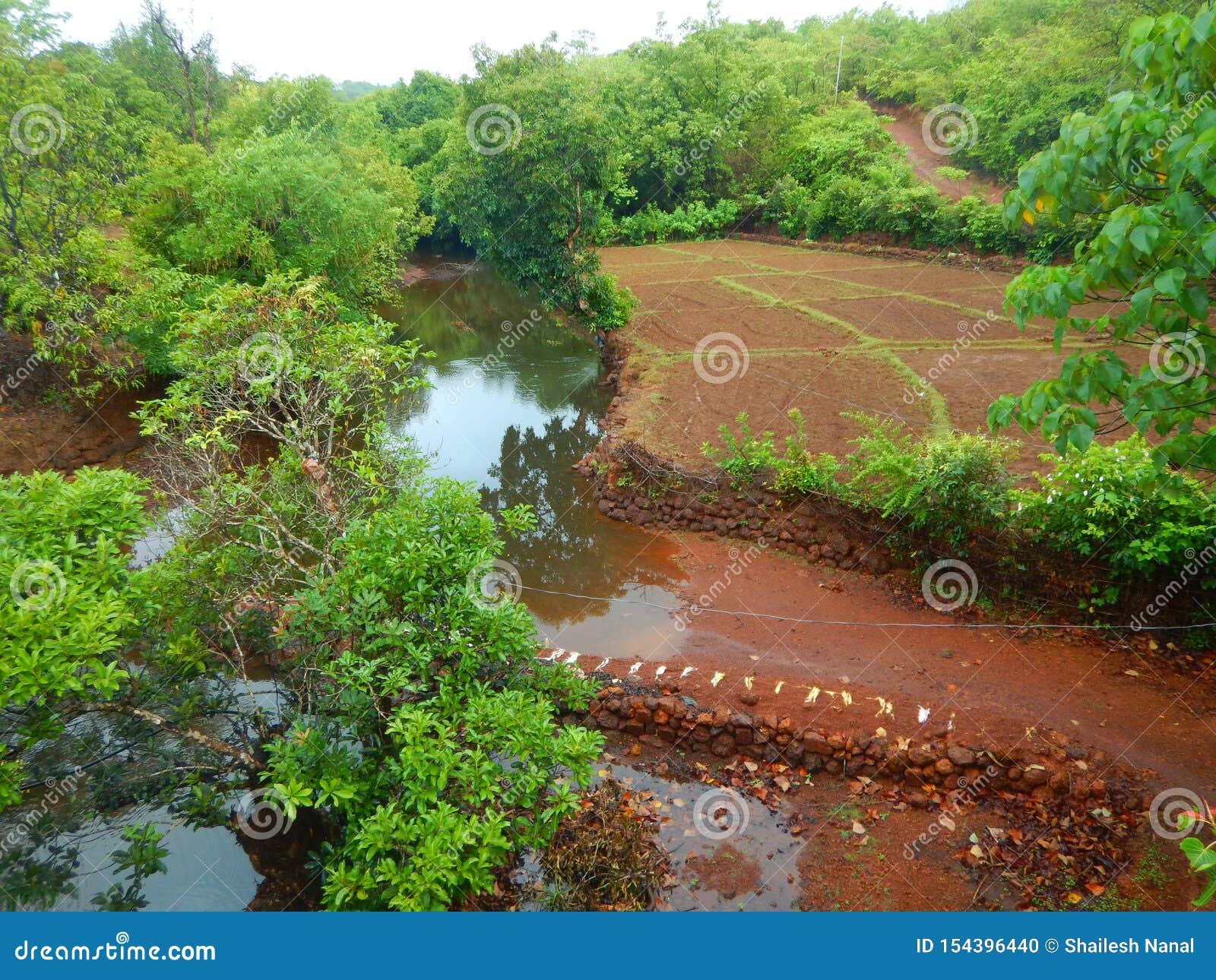 Exotic Wet Fields and Meadows Stock Photo - Image of jungle, meadows ...