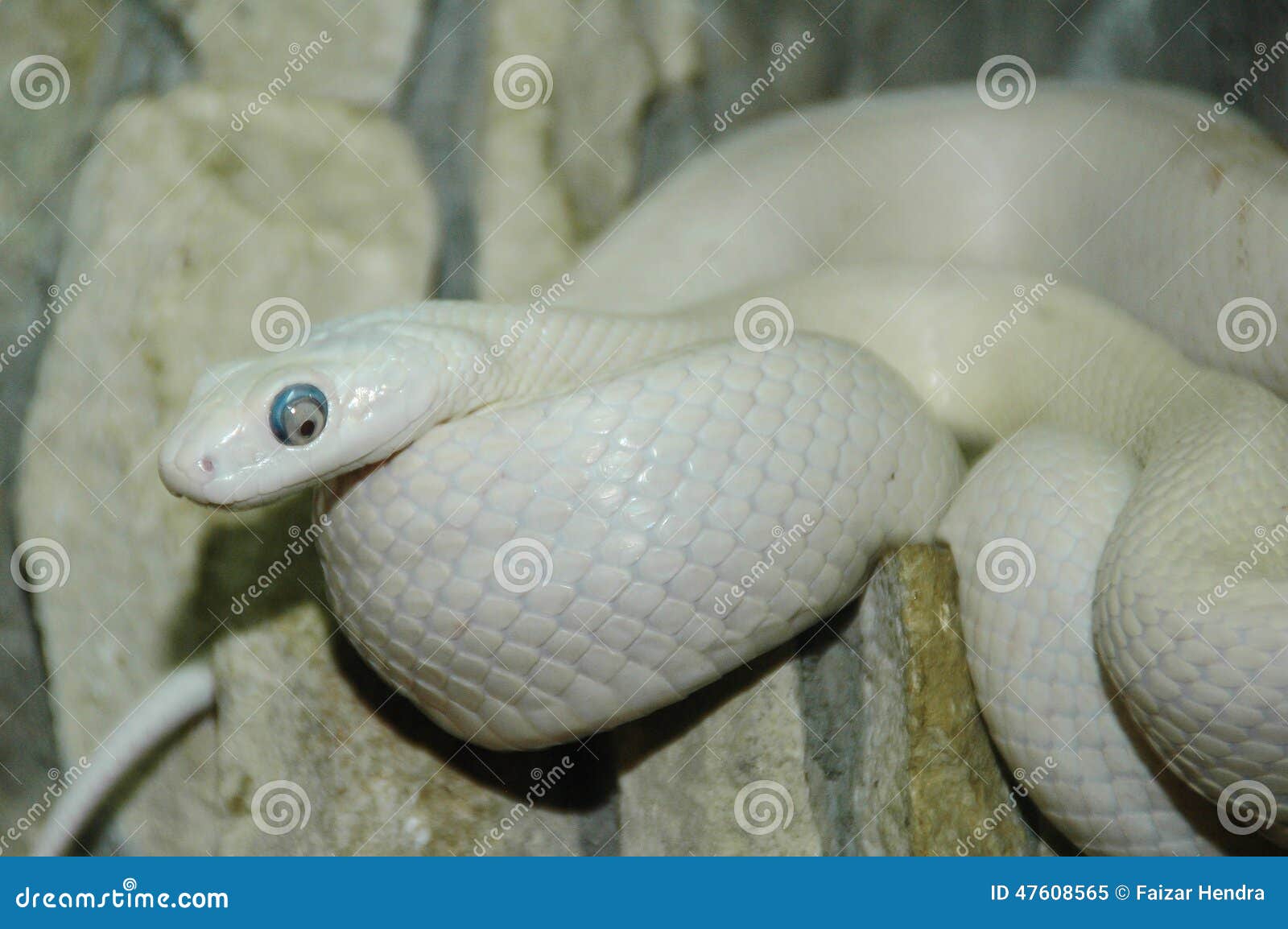 Exotic White Snake stock image. Image of exotic, poisonus - 47608565