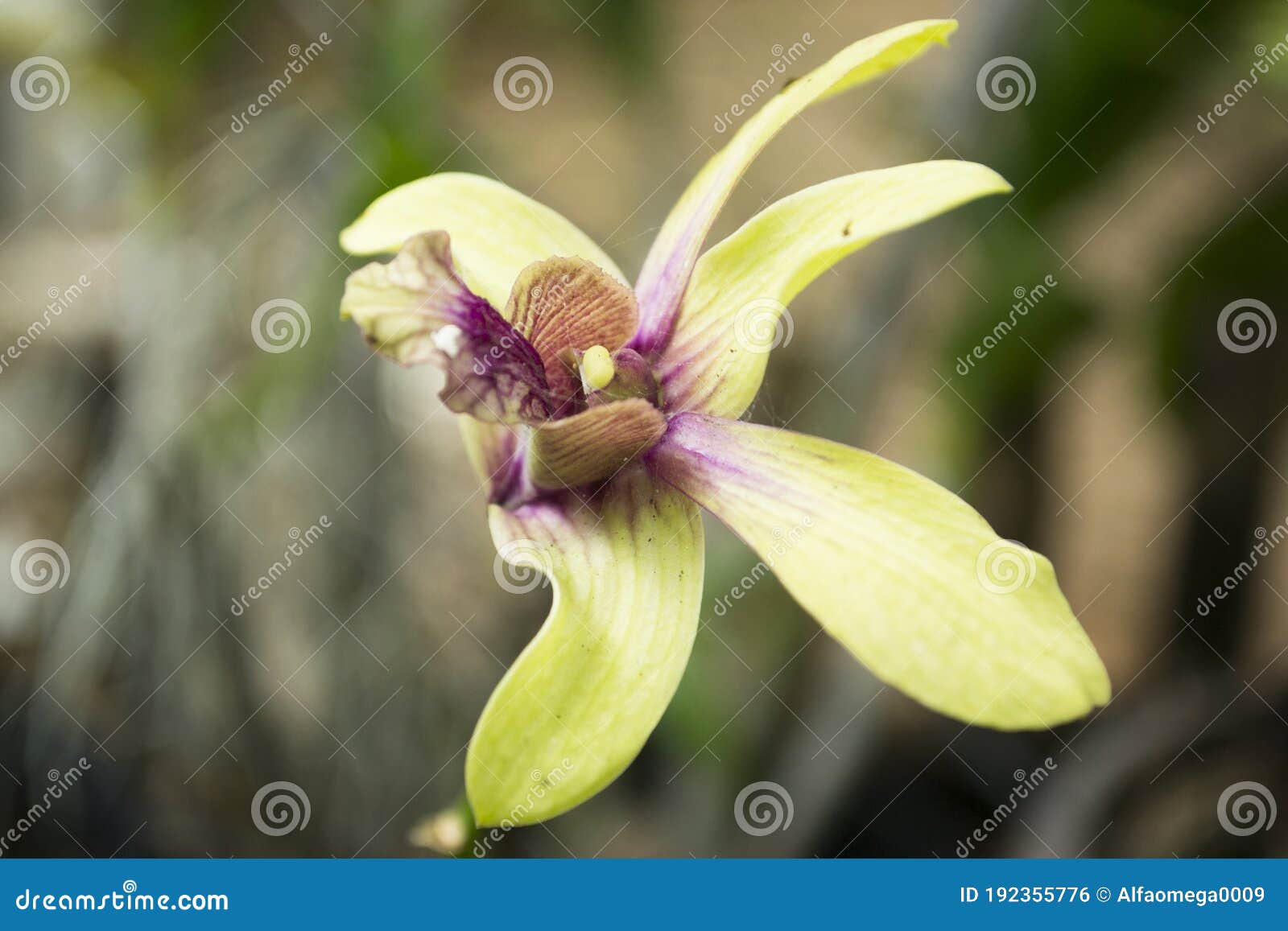 Exotic Yellow Orchid in the Garden Stock Photo - Image of plants, grow ...